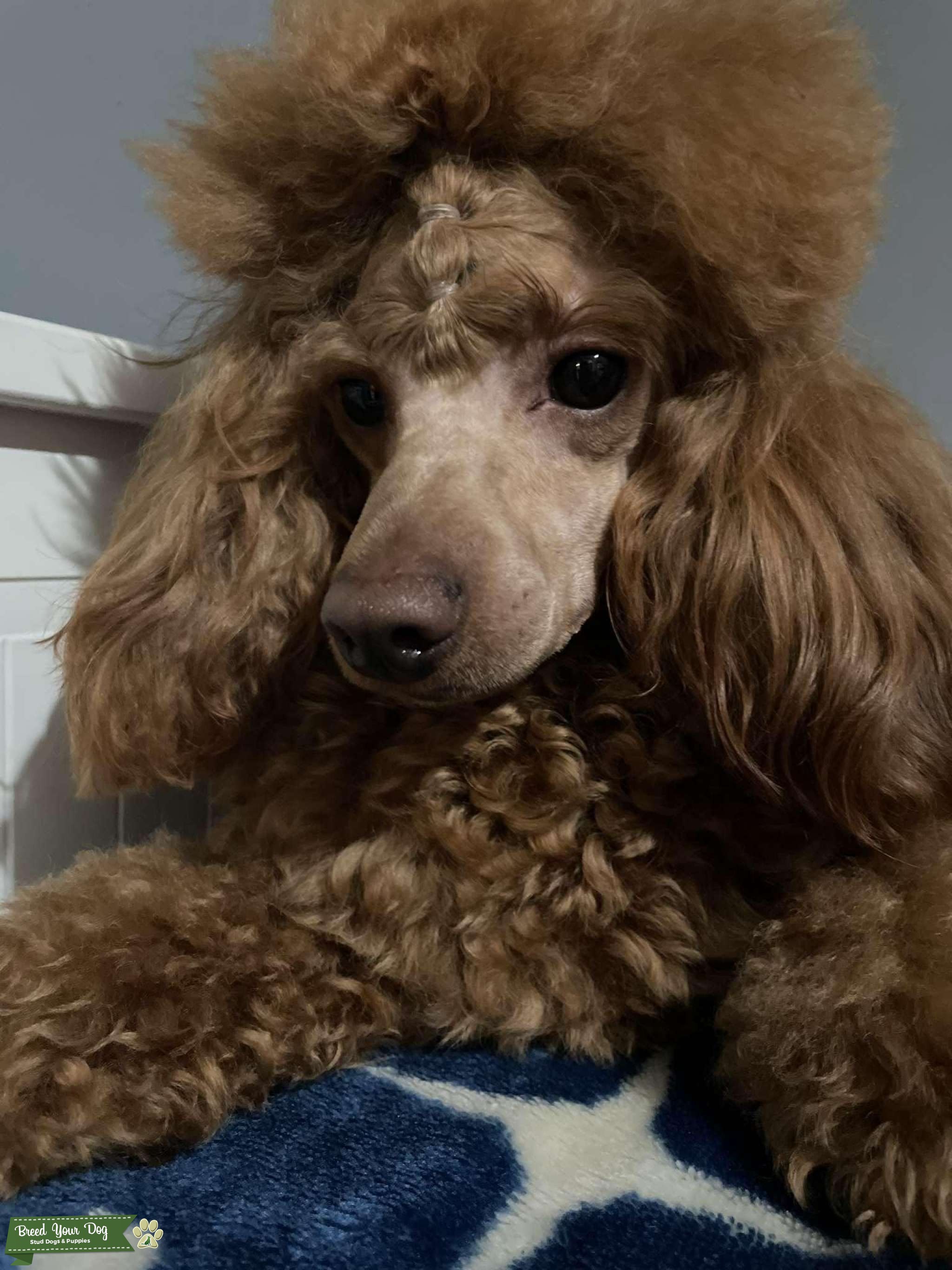 Solid Red Miniature Poodle - Stud Dog in San Ber, United States | Breed ...