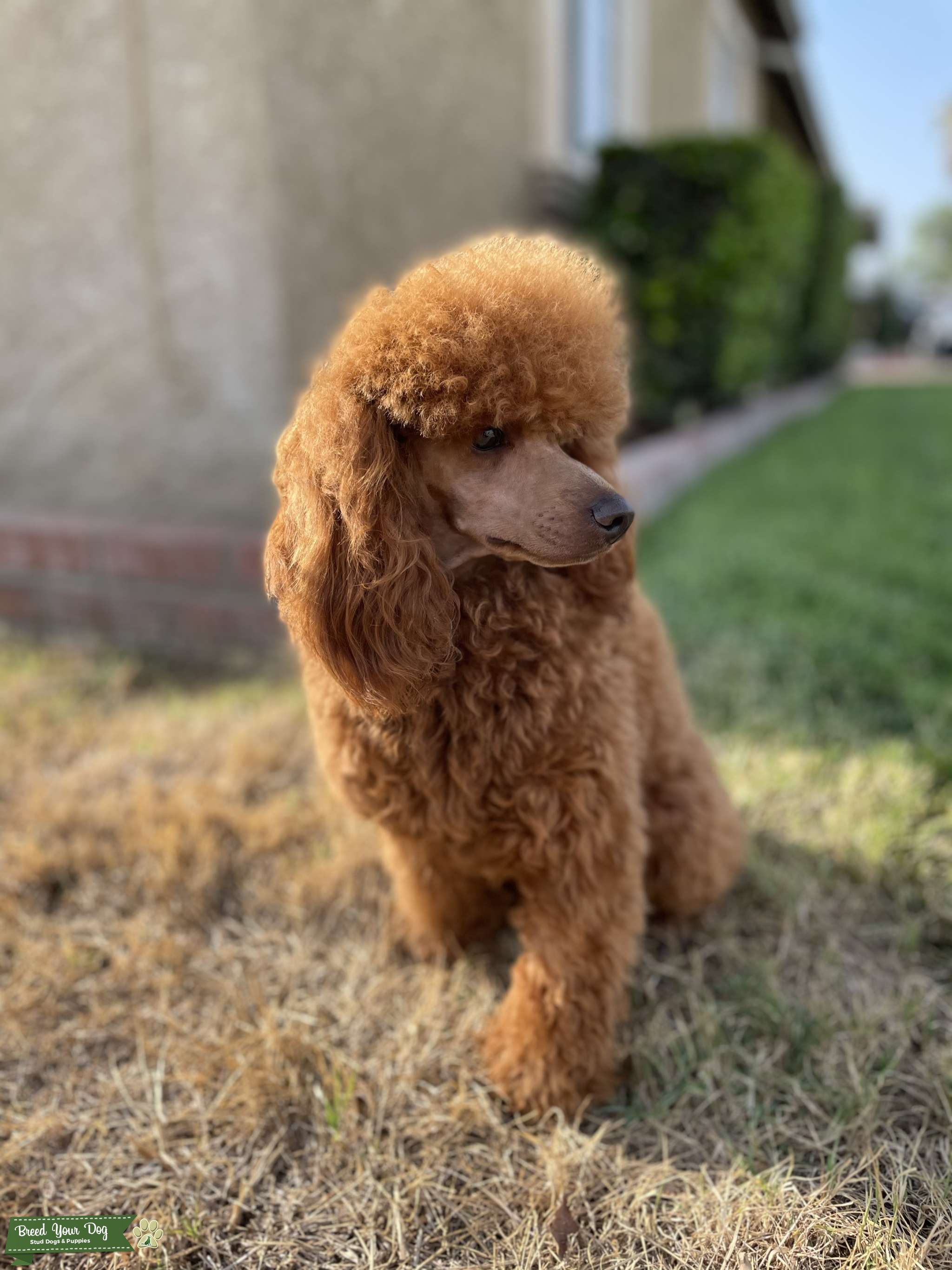 Solid Red Miniature Poodle - Stud Dog in San Ber, United States | Breed ...