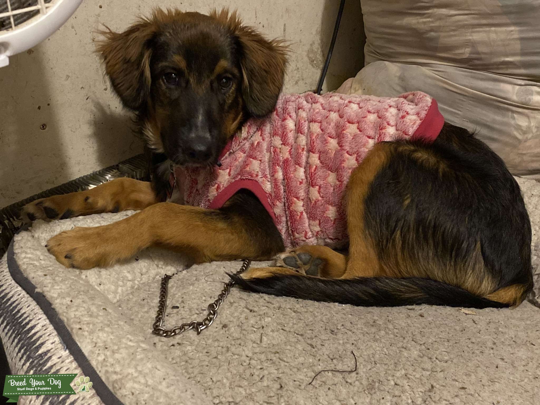 Brown/black/white Princess - Stud Dog in New York , the United States ...