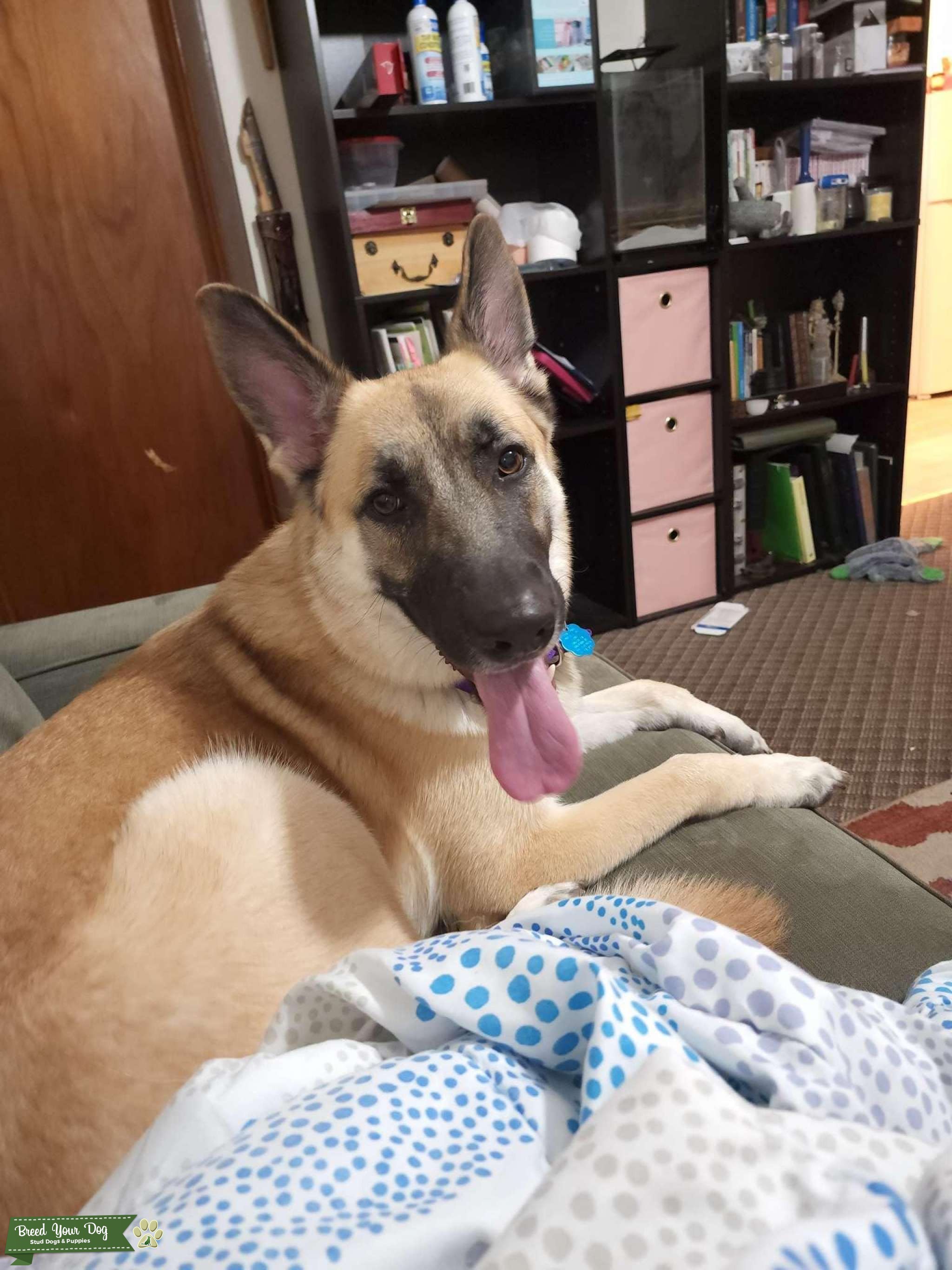 AKC Fawn Shepherd - Stud Dog in Upstate, Australia | Breed Your Dog