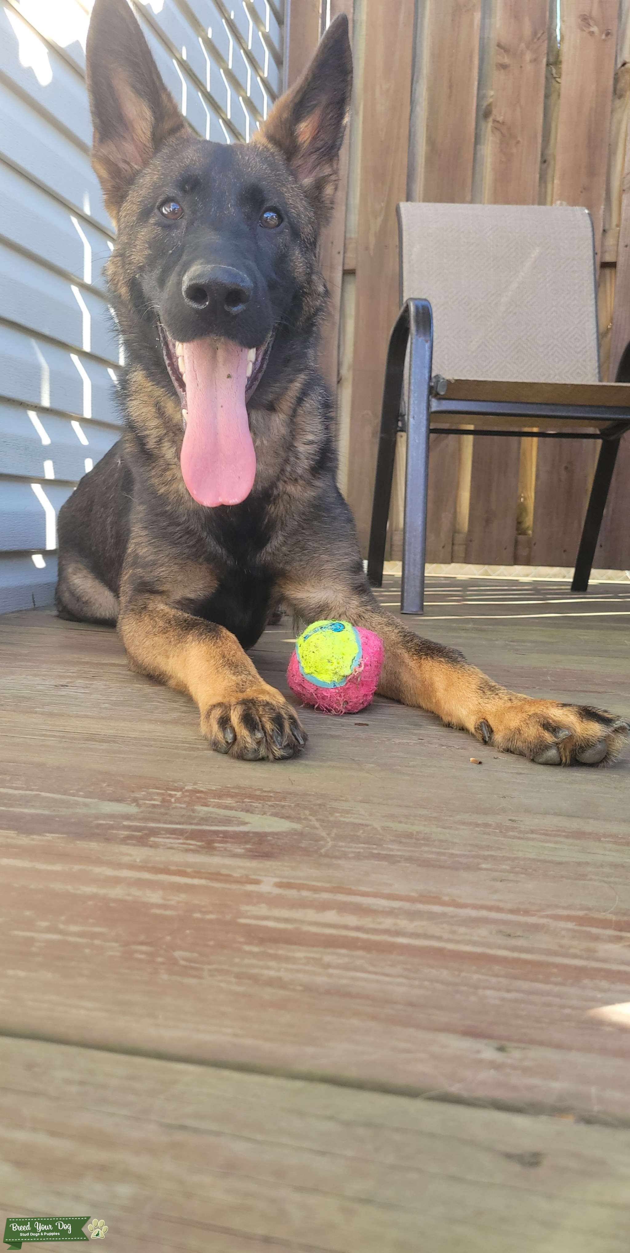 Sable German Shepherd - Stud Dog Scottdale - Breed Your Dog