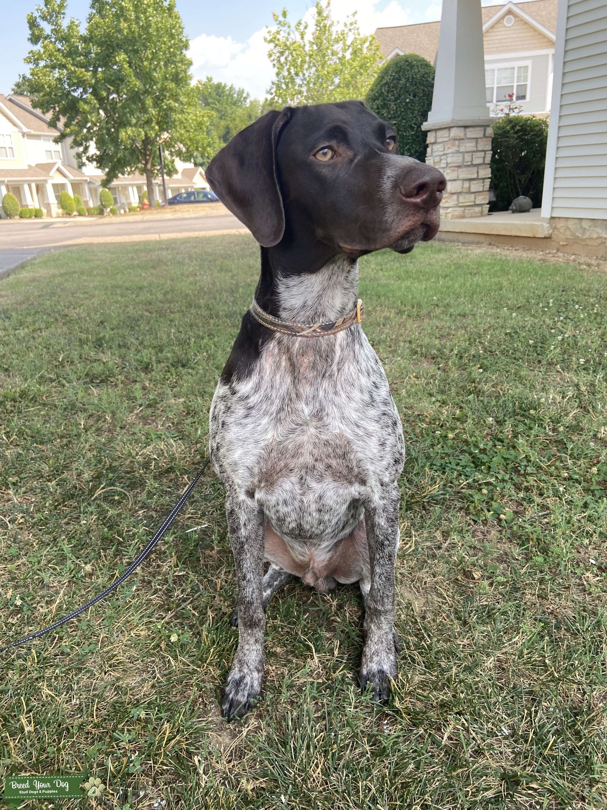 Pure Bred AKC certified German Short Haired Pointer - Stud Dog in ...