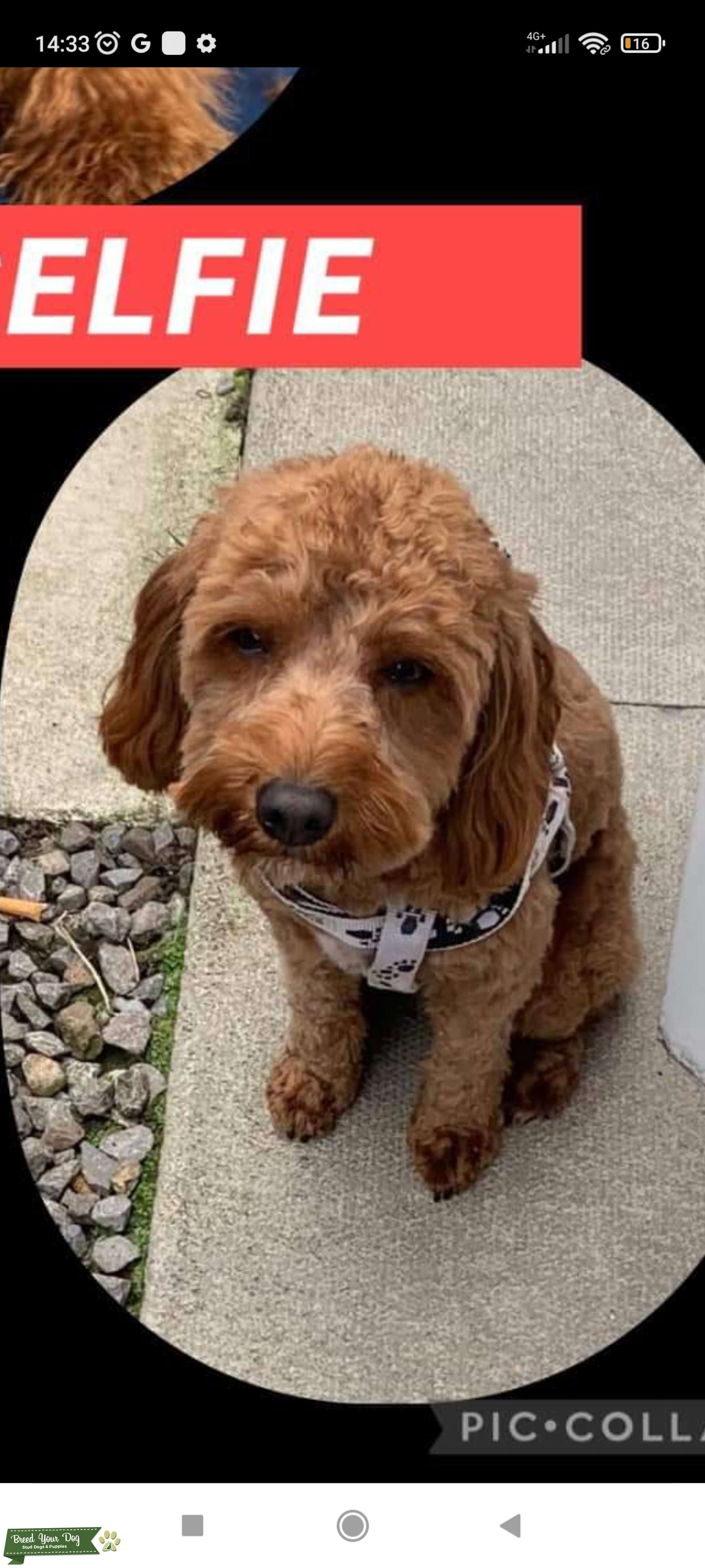 Red cavapoo - Stud Dog in Tyne and Wear, the United States | Breed Your Dog