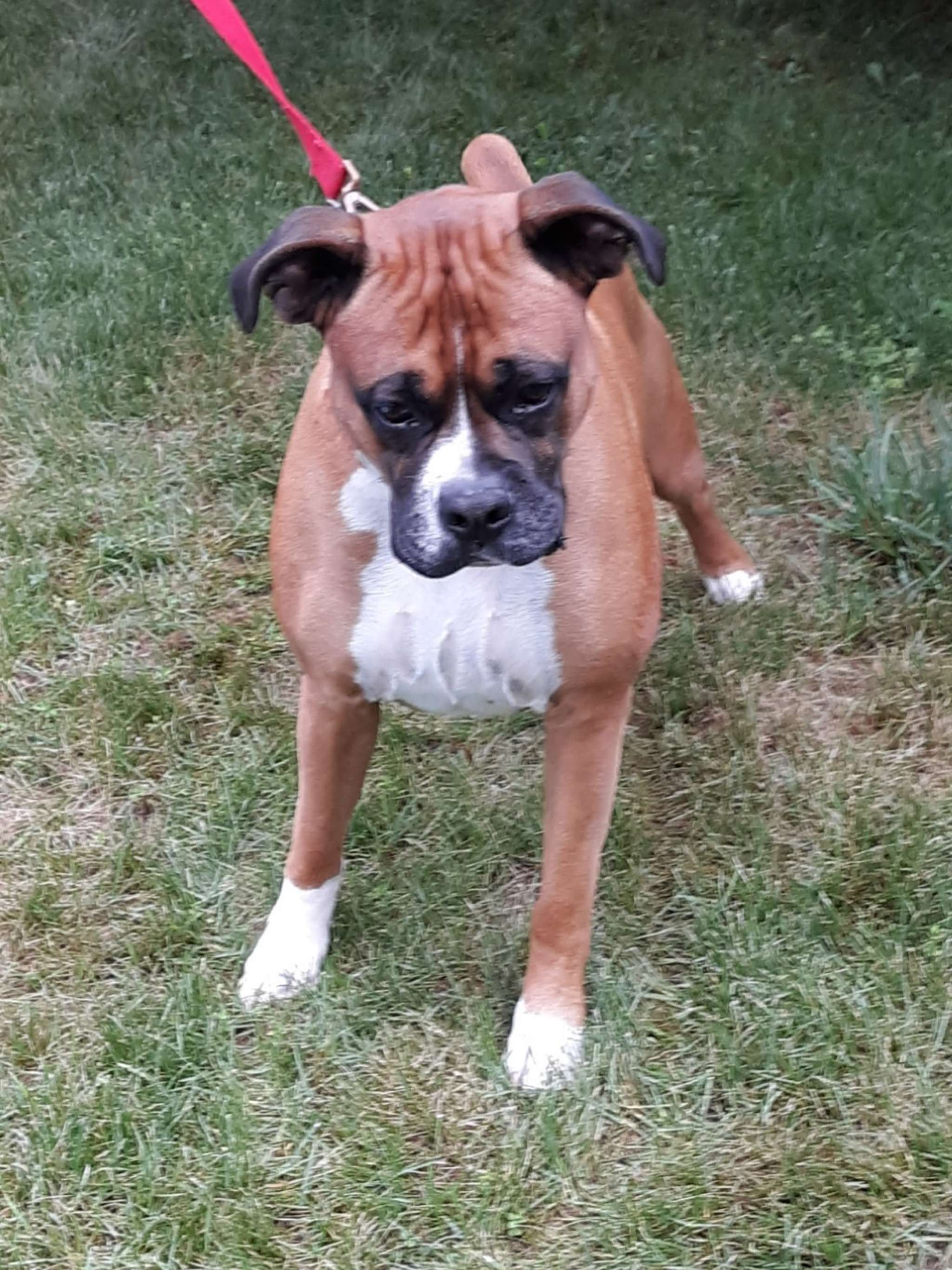 Beautiful Boxer Stud - Stud Dog in Maryland, United States | Breed Your Dog