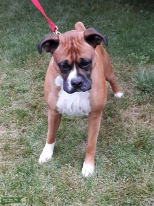 Over 19500 Stud Dogs Available - Stud Dog Finder - Breed Your Dog