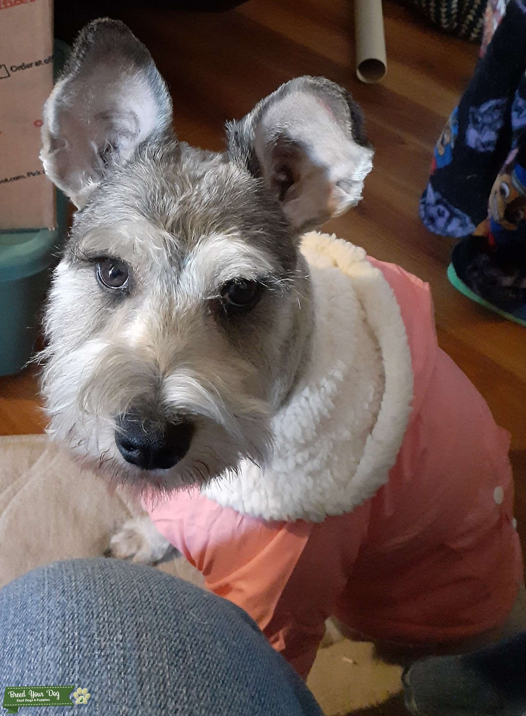 She's ready to breed - Stud Dog in New Mexico , the United States ...