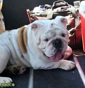 English Bulldog stud AKC Champion Bloodline - Stud Dog in Tennessee ...