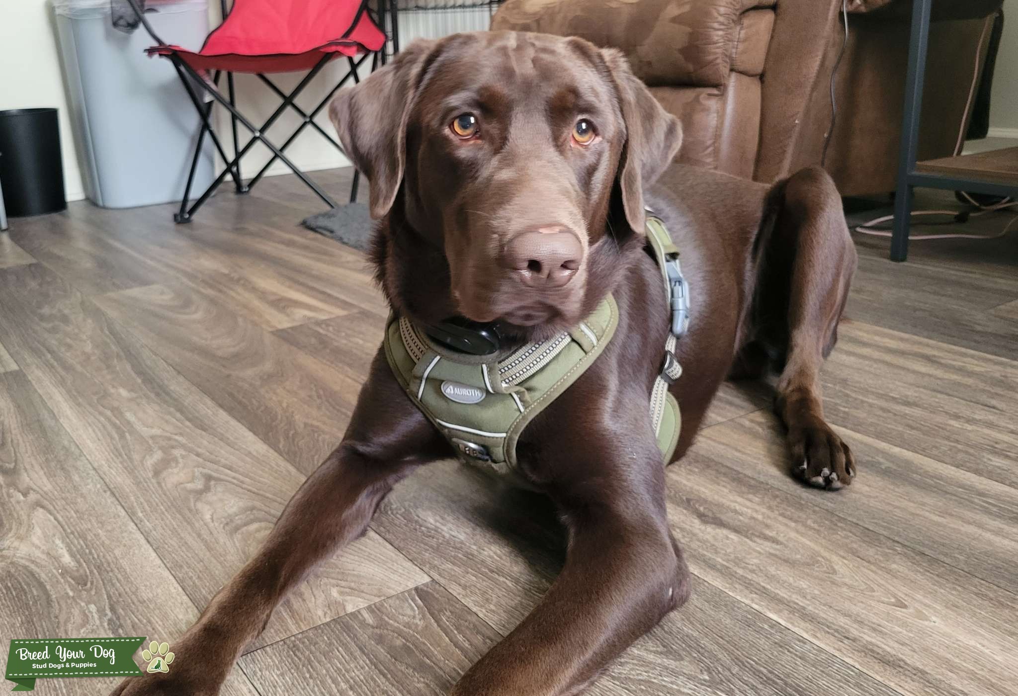 American Chocolate Labrador Retreiver - Stud Dog in Eastern Tennessee ...