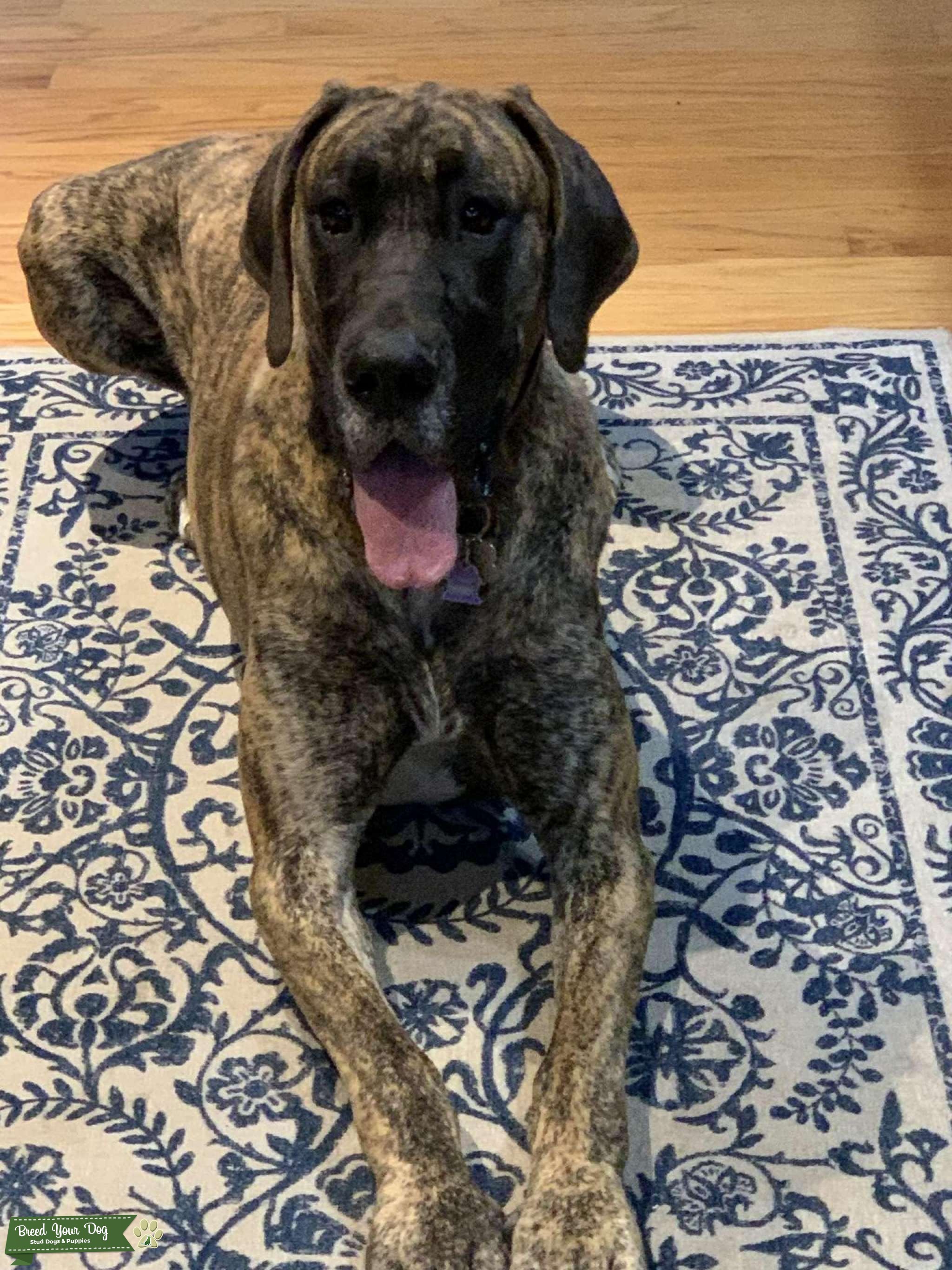 Great Dane - Stud Dog Maine - Breed Your Dog