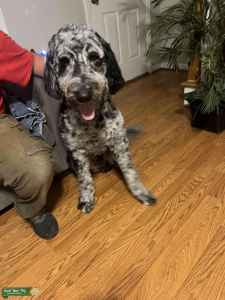 Merle Standard Labradoodle - Stud Dog in North Carolina, the United ...