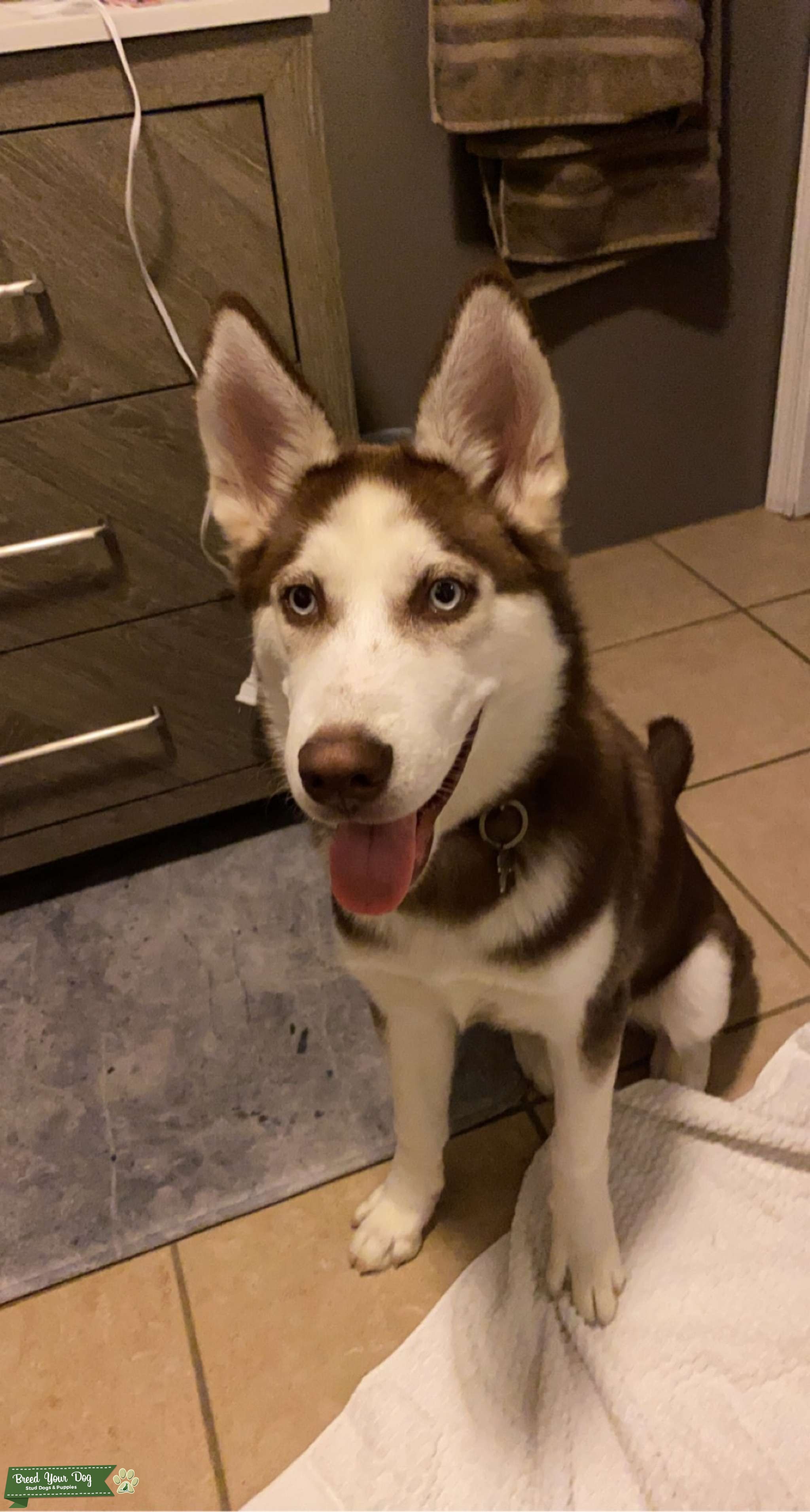 Red Siberian Husky Stud - Stud Dog in Pennsylvania, United States ...