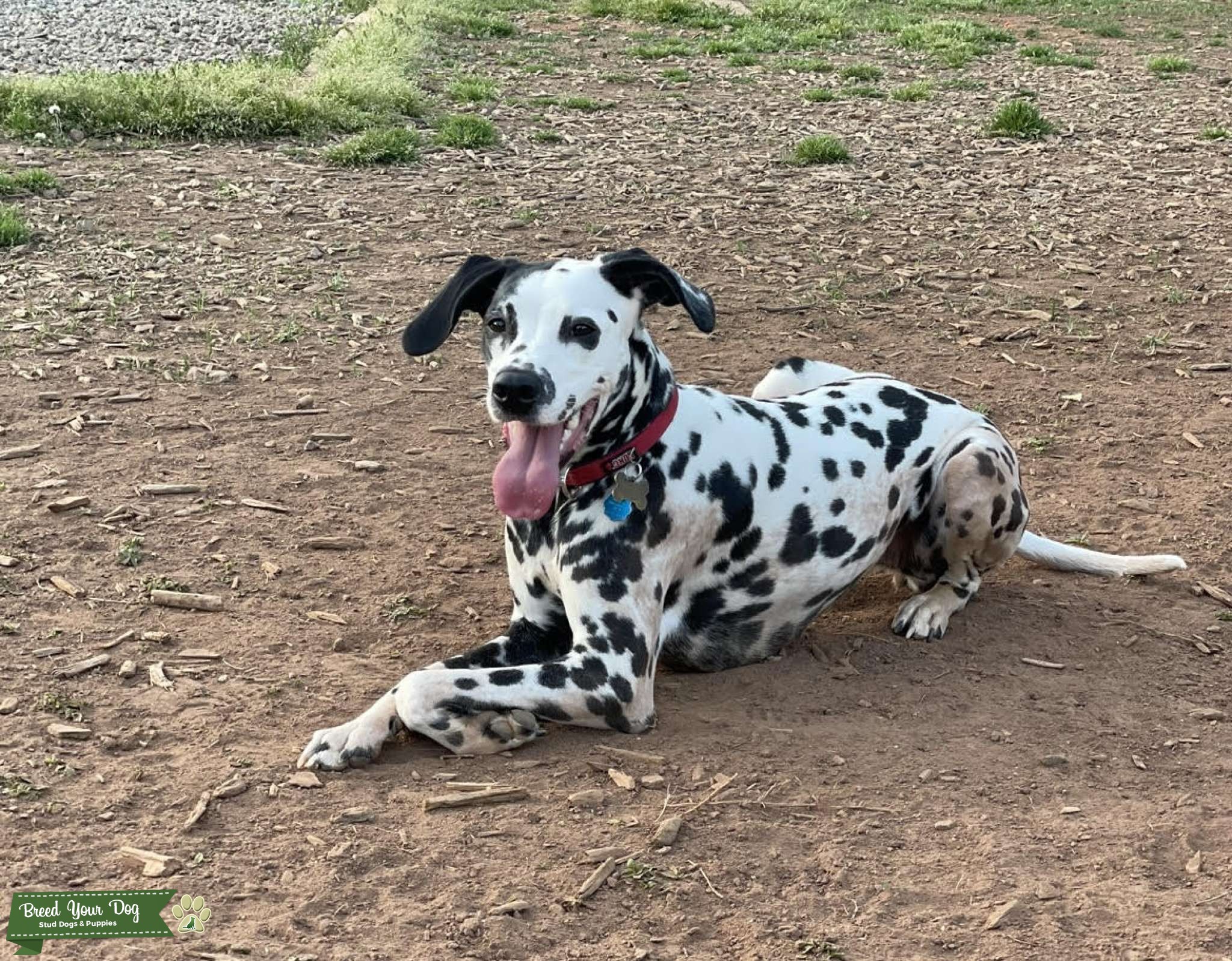 Dalmatian - Stud Dog in Georgia, United States | Breed Your Dog