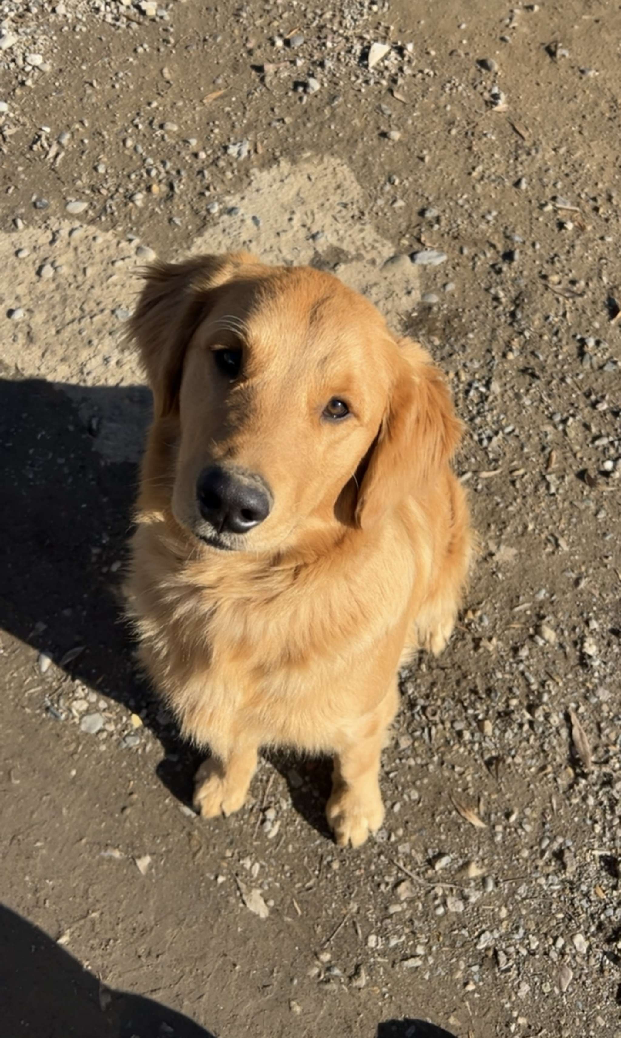 Golden retriever - Stud Dog in California , United States | Breed Your Dog