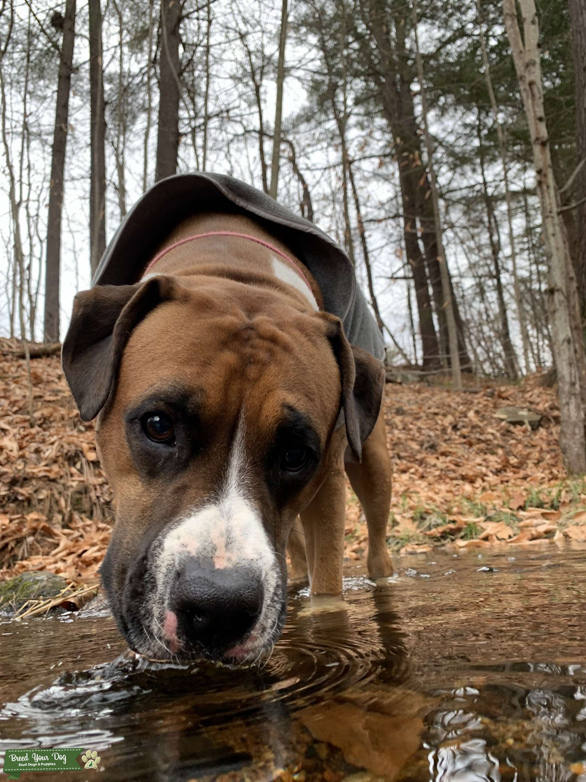 Looking for male dog - Stud Dog in Grafton , United States | Breed Your Dog