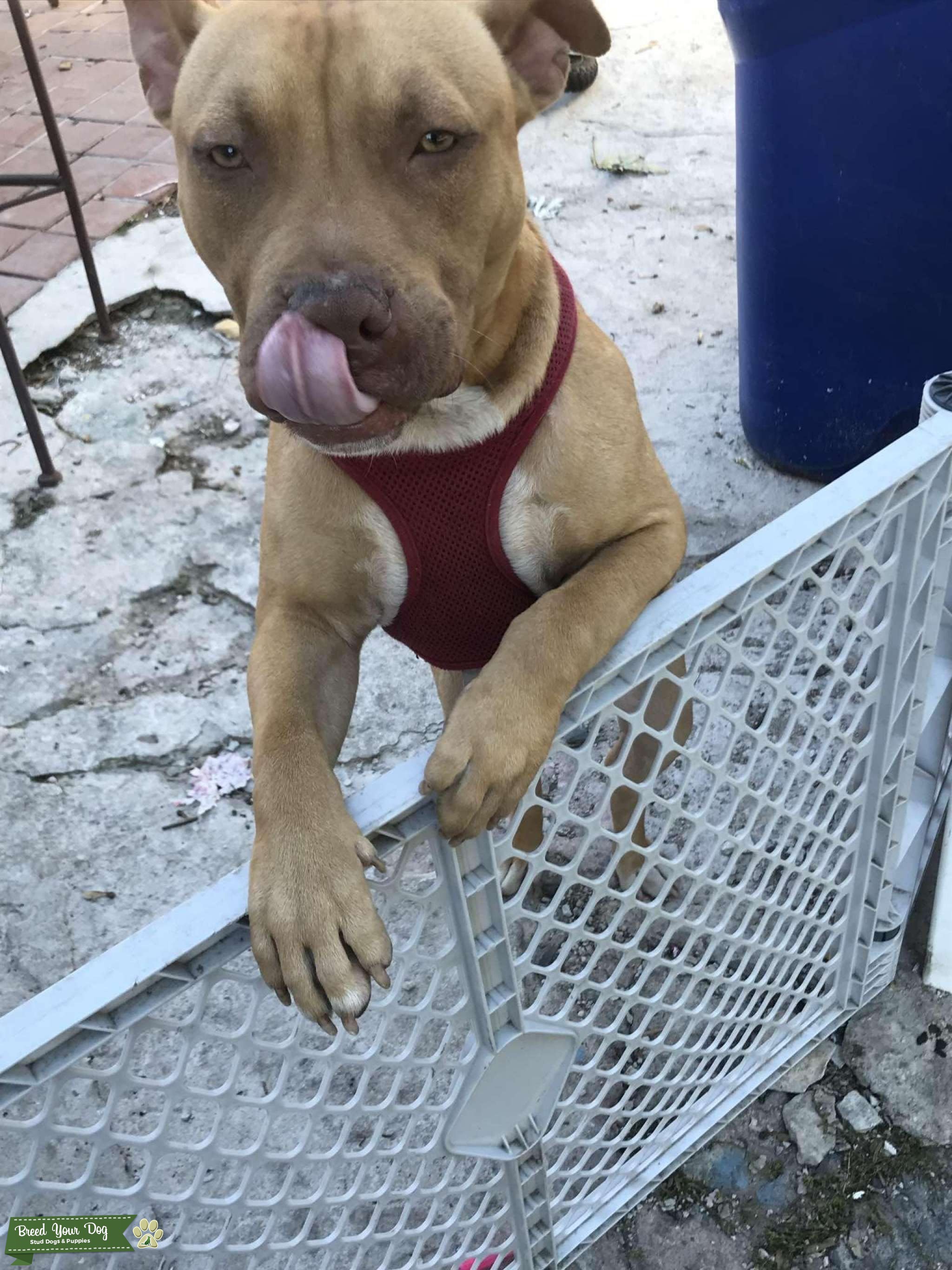 Young Male Bully - Stud Dog in New Jersey, the United States | Breed ...