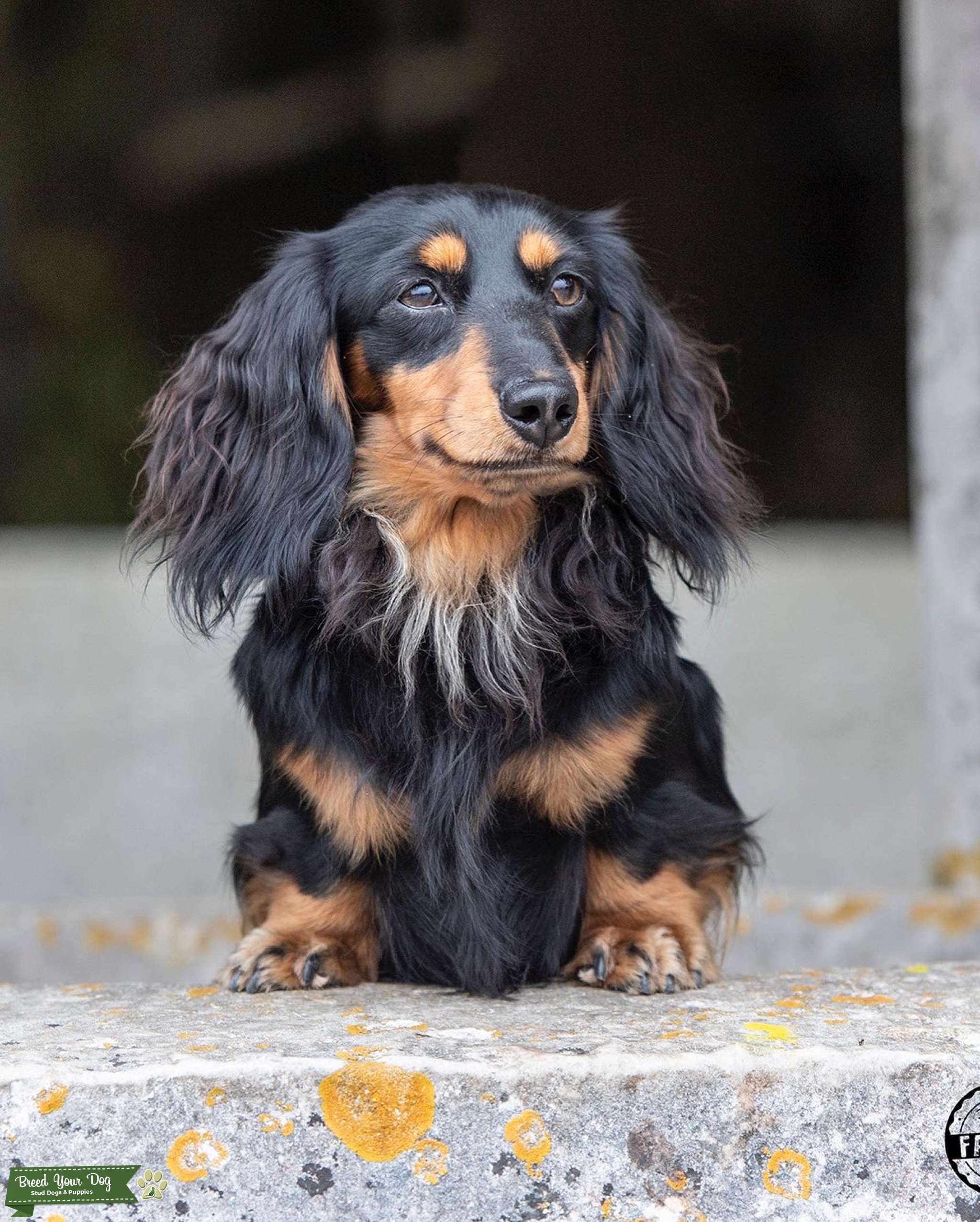 Quality miniature long hair stud - Stud Dog Cornwall - Breed Your Dog
