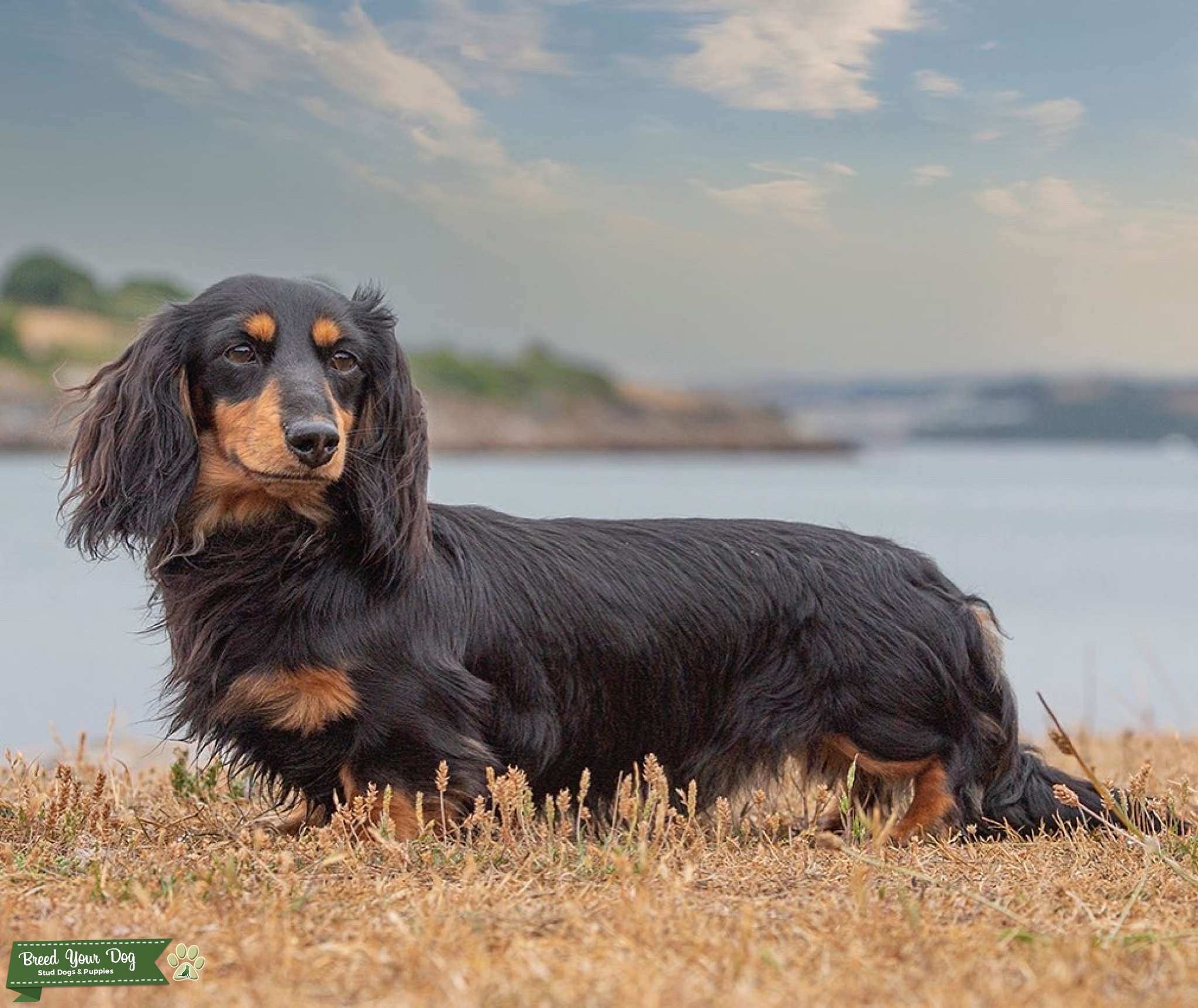 Quality miniature long hair stud - Stud Dog Cornwall - Breed Your Dog
