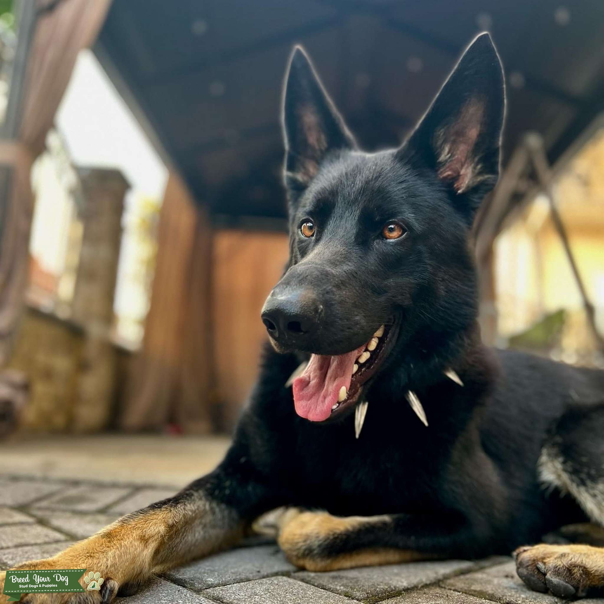 Alpha German Shepherd Male - Stud Dog Queens - Breed Your Dog