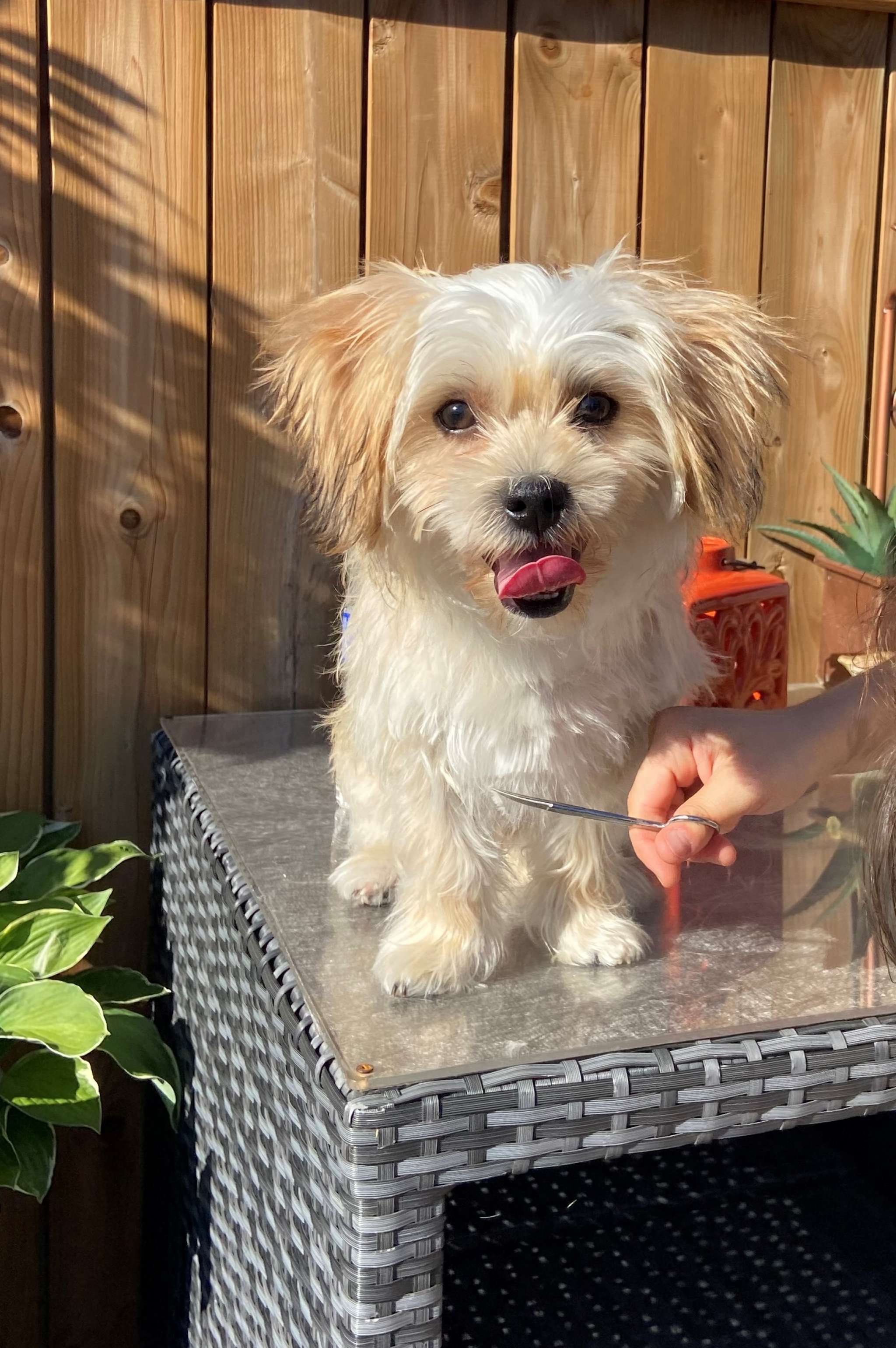 Yorkie x Maltese - Stud Dog in Ontario, Canada | Breed Your Dog