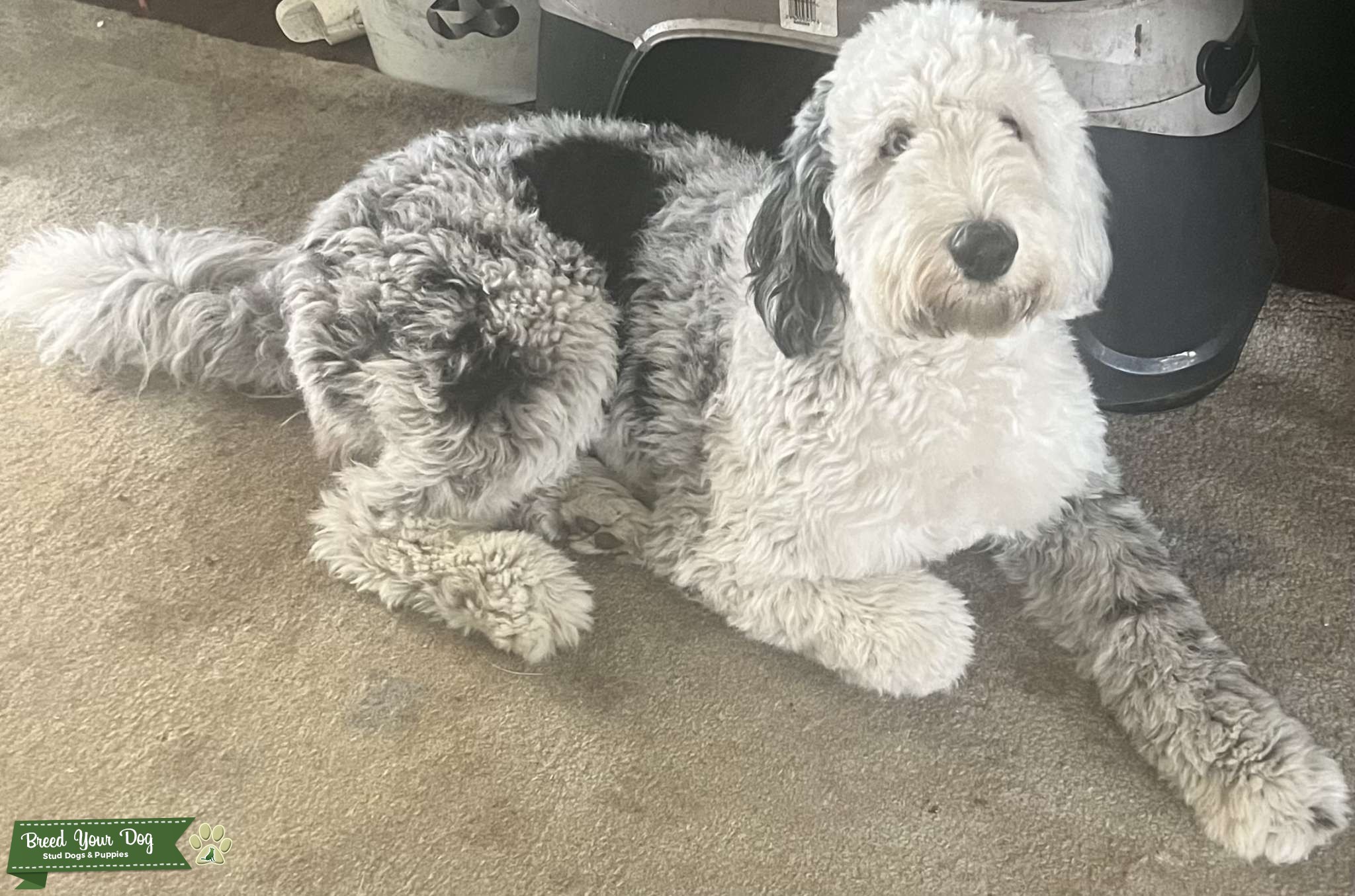 Galaxy is looking for an F1 Sheepadoodle stud - Stud Dog Southeast ...