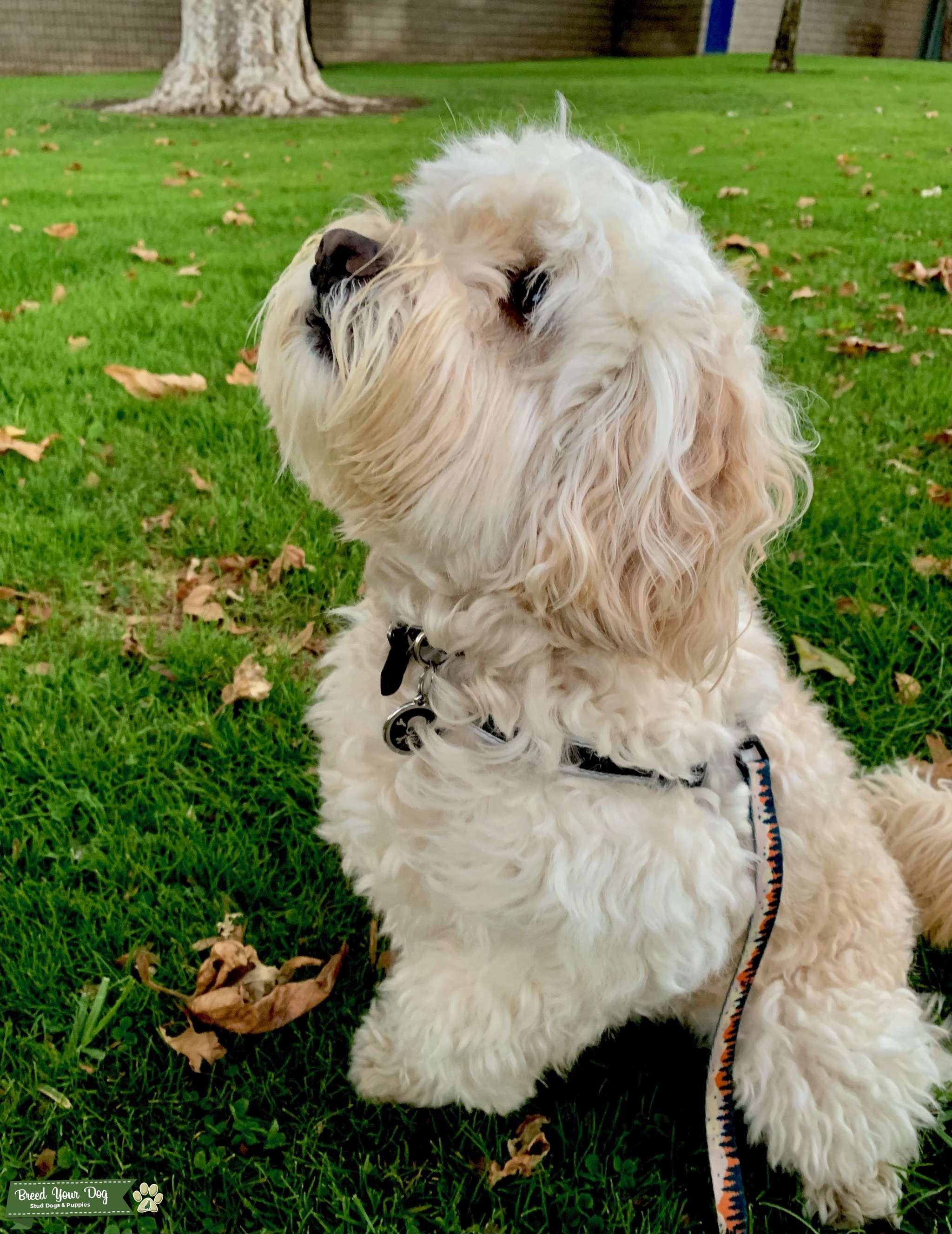 Cream Male Cockapoo F1 - Stud Dog in Los Angeles County, the United ...