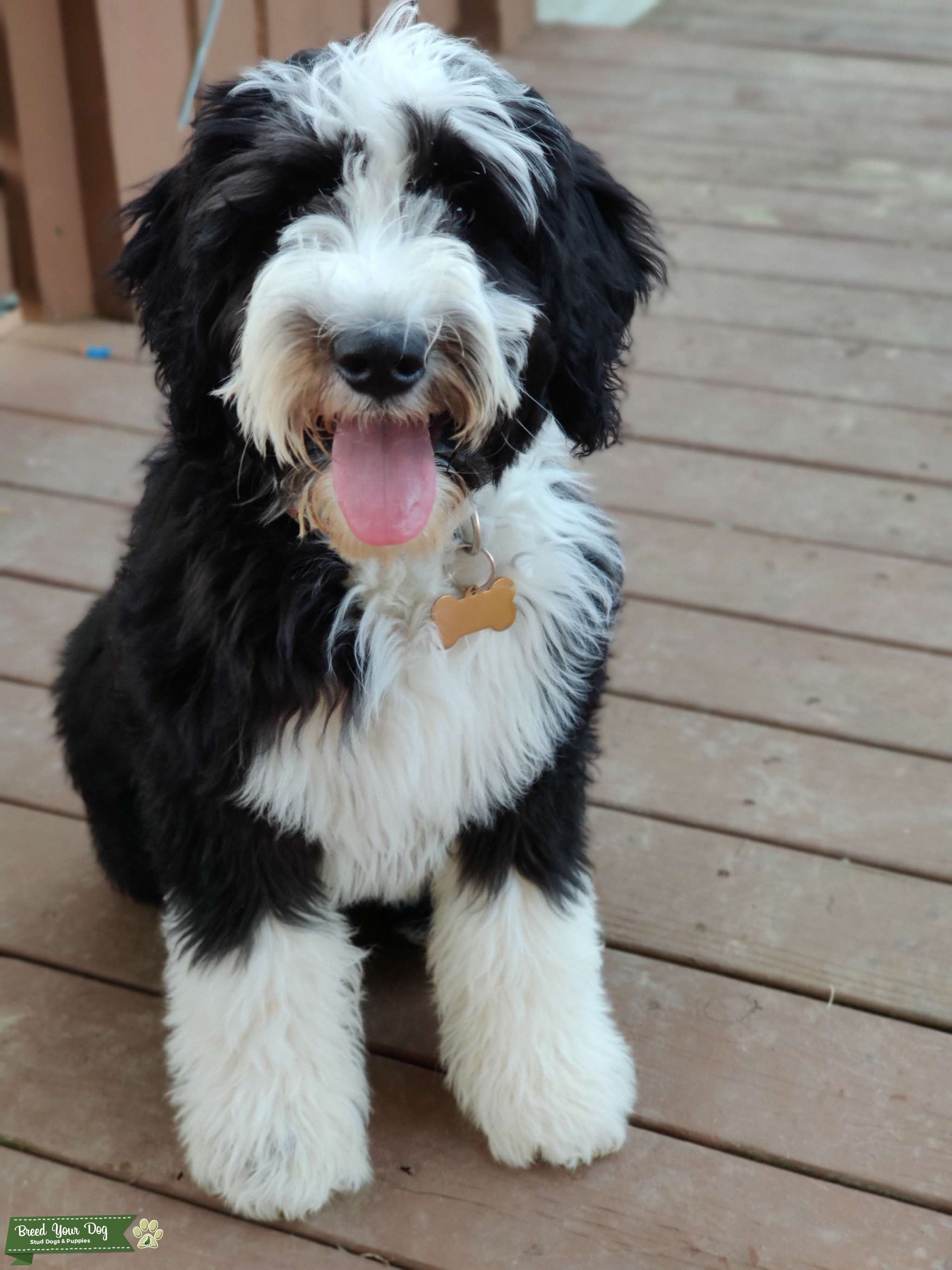 Old English Sheepdog/Sheepadoodle looking for a male F1 - Stud Dog in ...