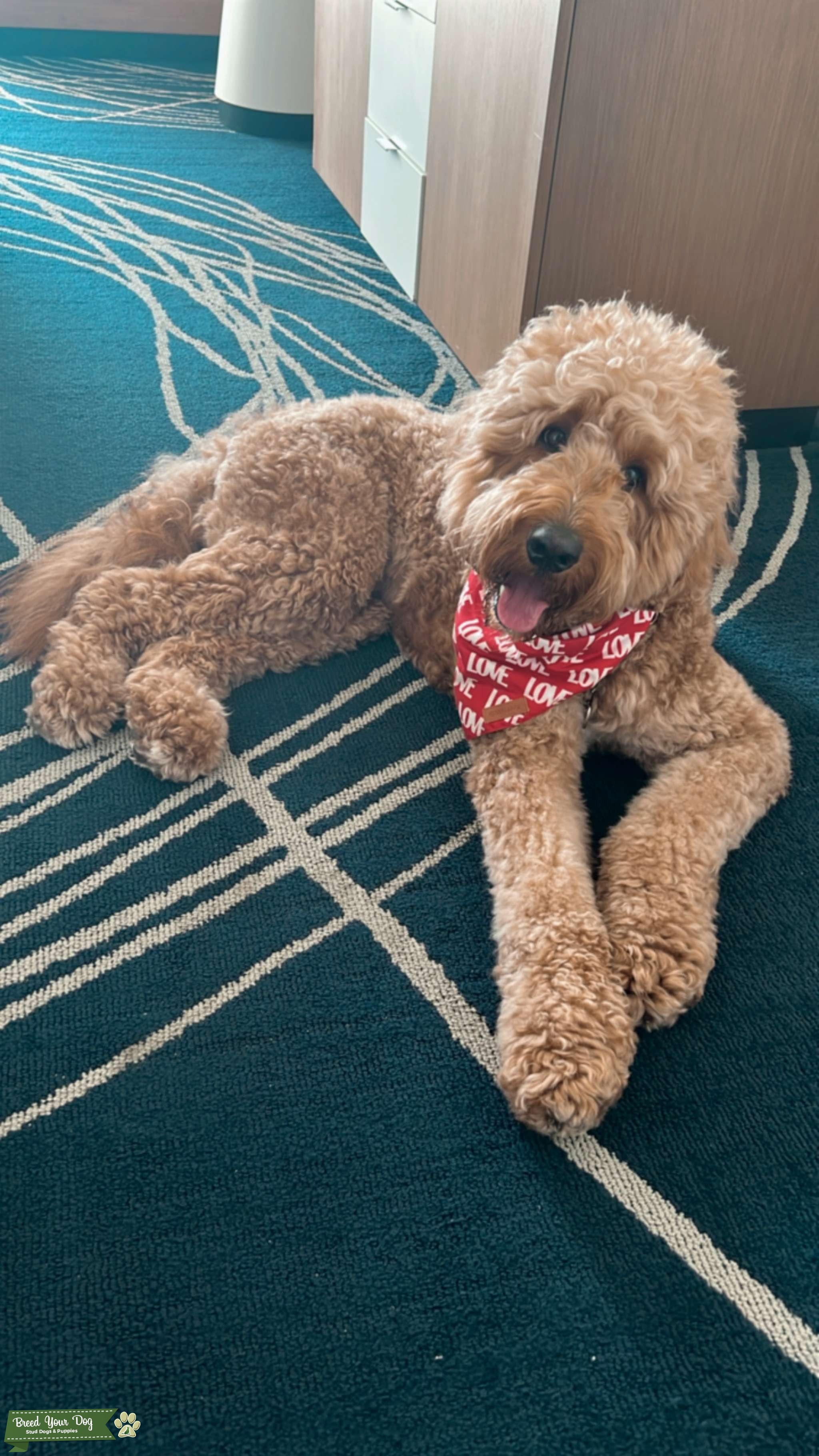 F1b Goldendoodle (standard) - Stud Dog in Florida , the United States ...