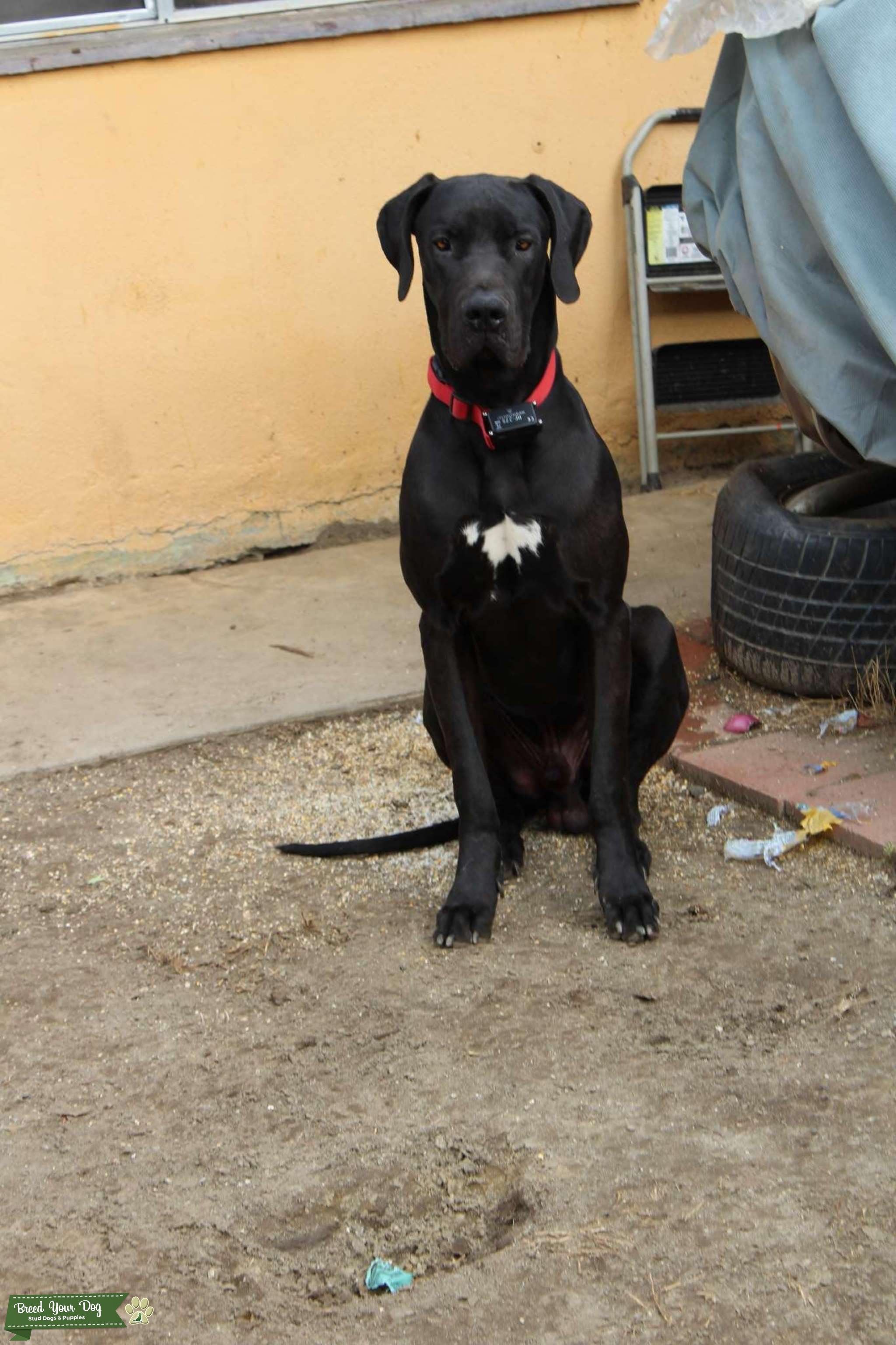 Black Great Dane - Stud Dog CA - Breed Your Dog