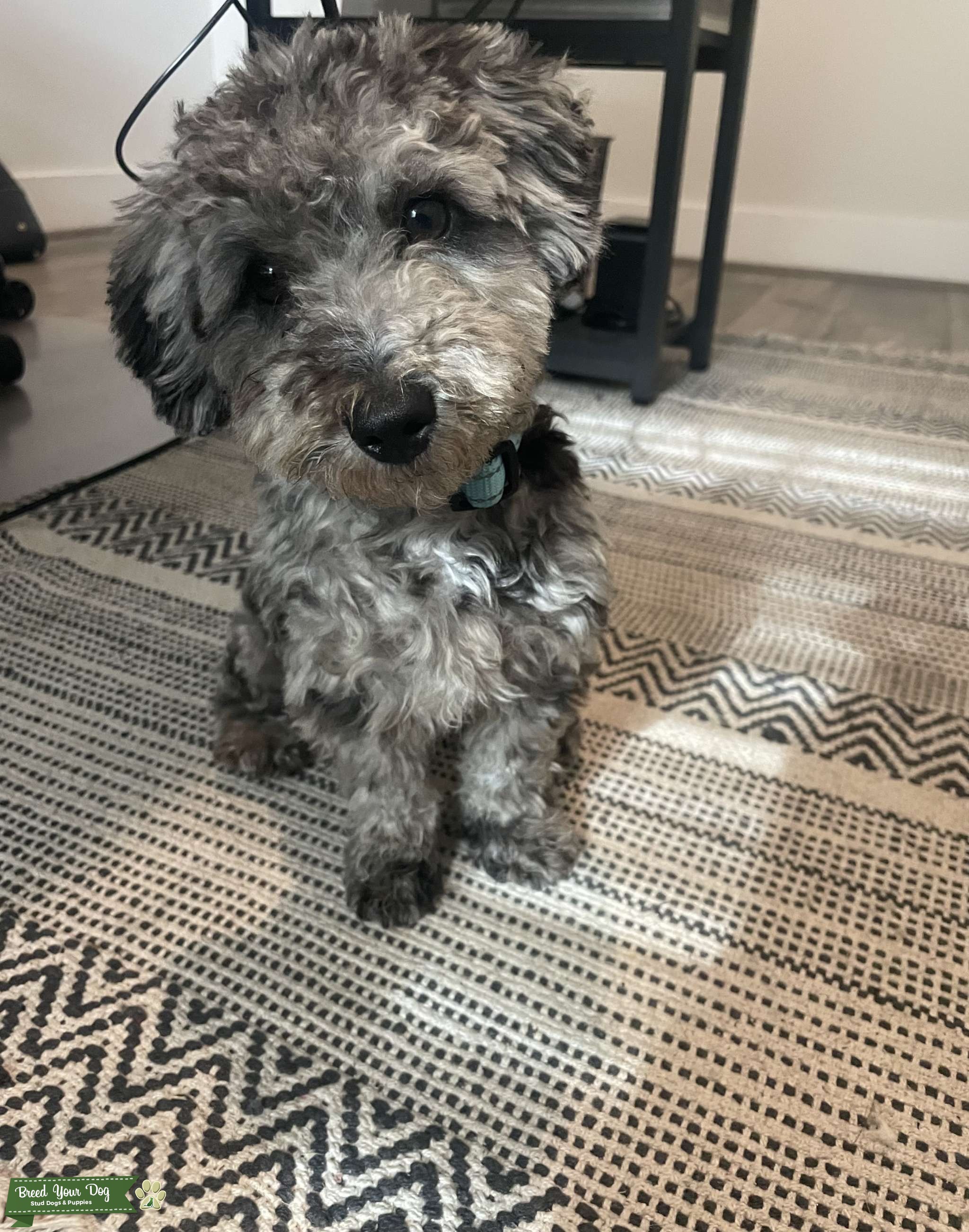 AKC REGISTERED BLUE MERLE TOY POODLE STUD - Stud Dog in TEXAS, the ...