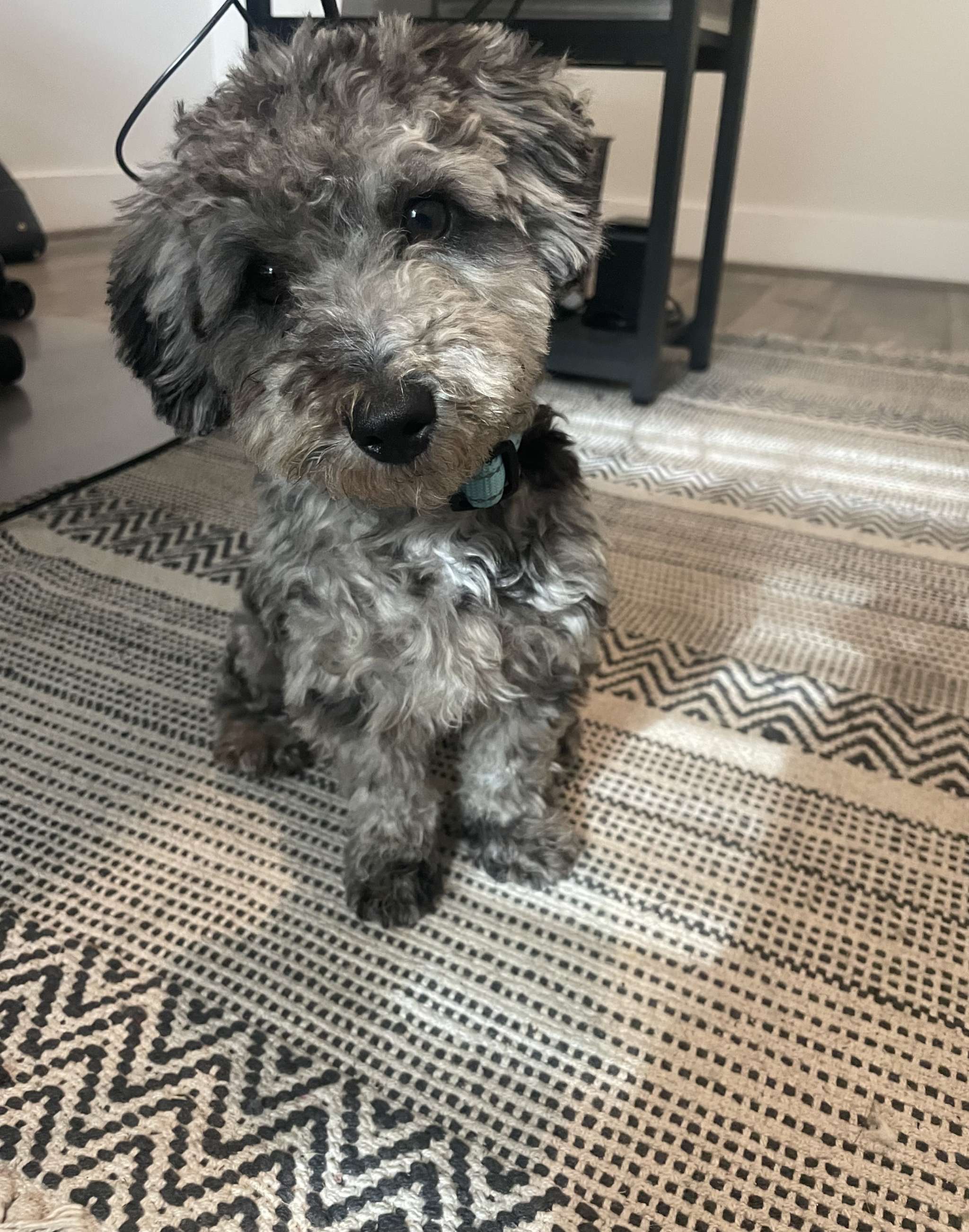 AKC REGISTERED BLUE MERLE TOY POODLE STUD - Stud Dog in TEXAS, the ...