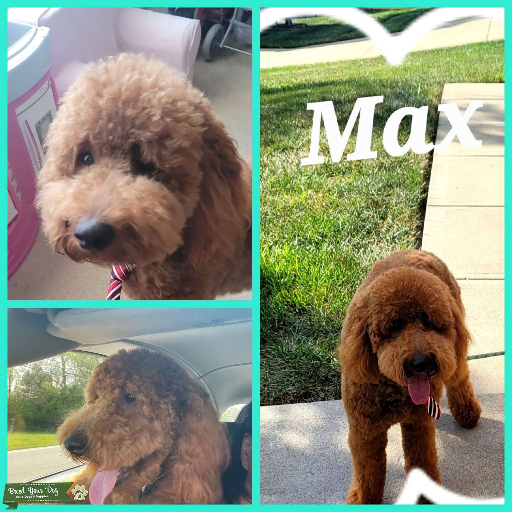 Stud - Stud Dog in Midwest, the United States | Breed Your Dog