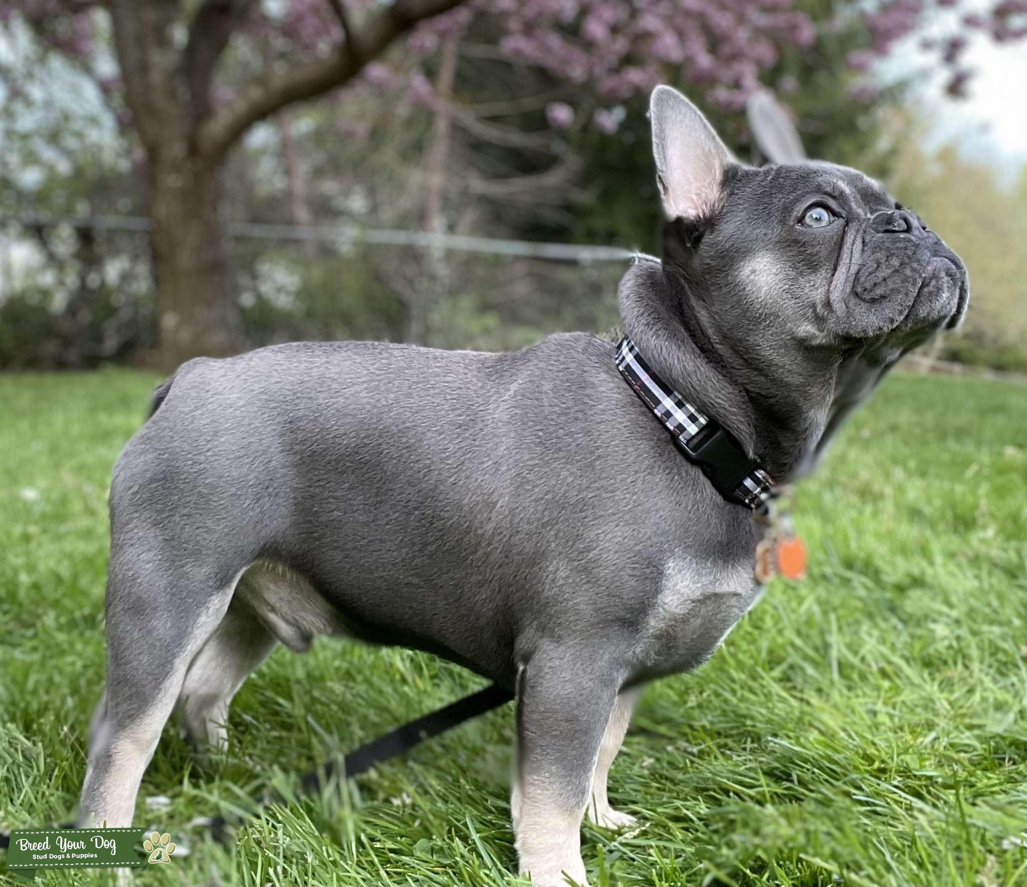 Blue & Tan French Bulldog Stud - Stud Dog in Washington , the United ...