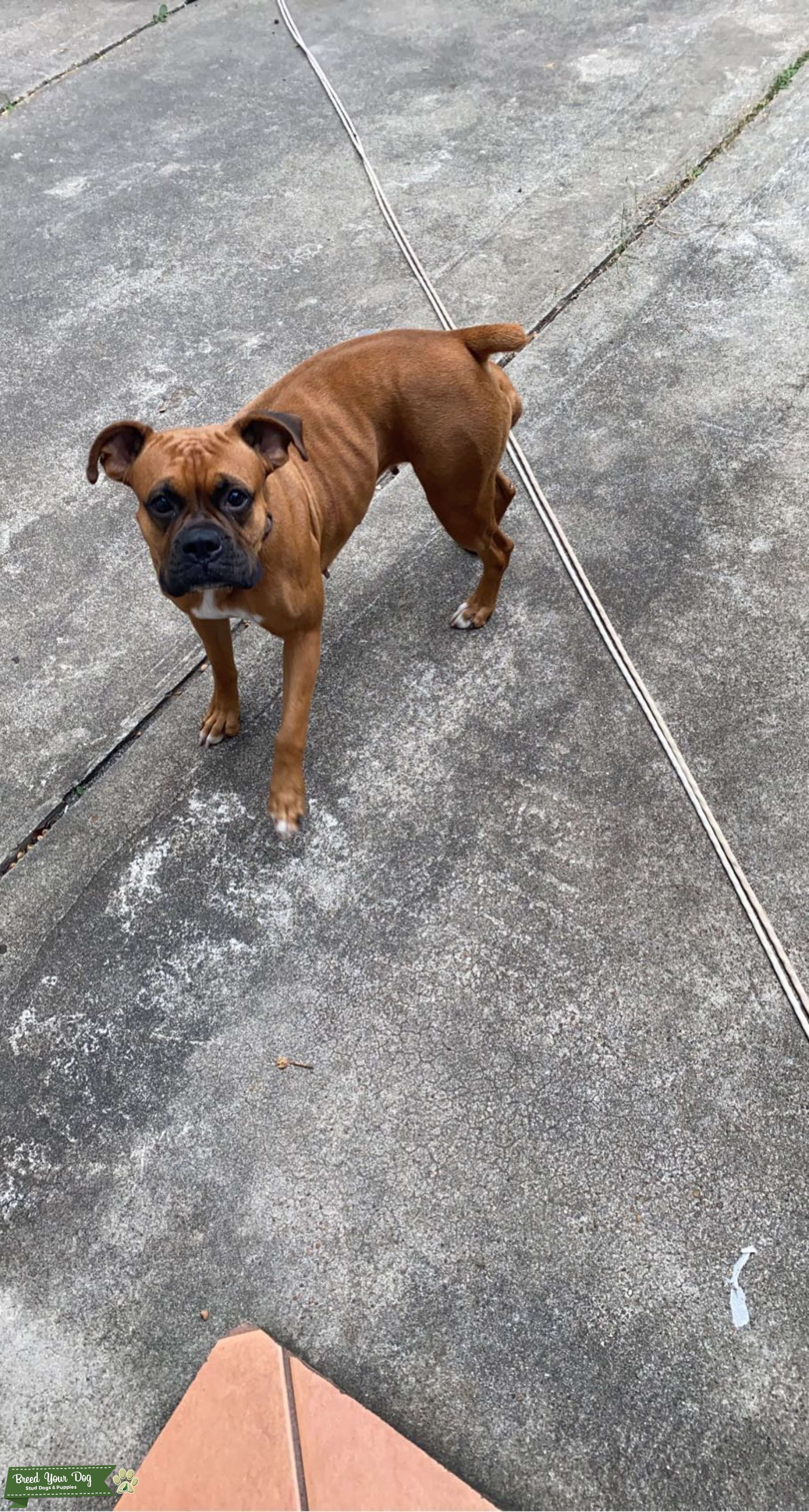 Fawn boxer female - Stud Dog in Conroe, Brazil | Breed Your Dog