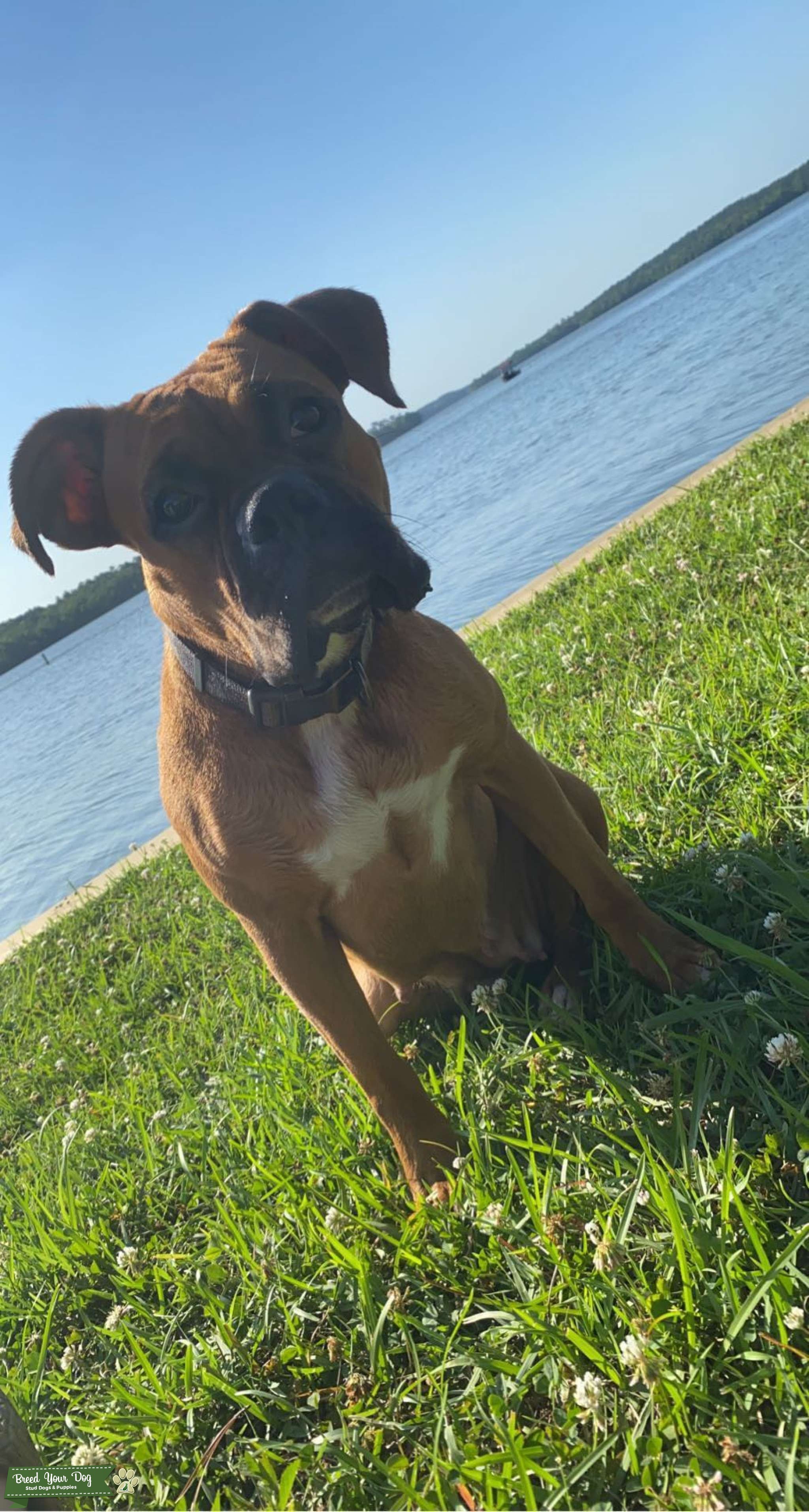 Fawn boxer female - Stud Dog in Conroe, United States | Breed Your Dog