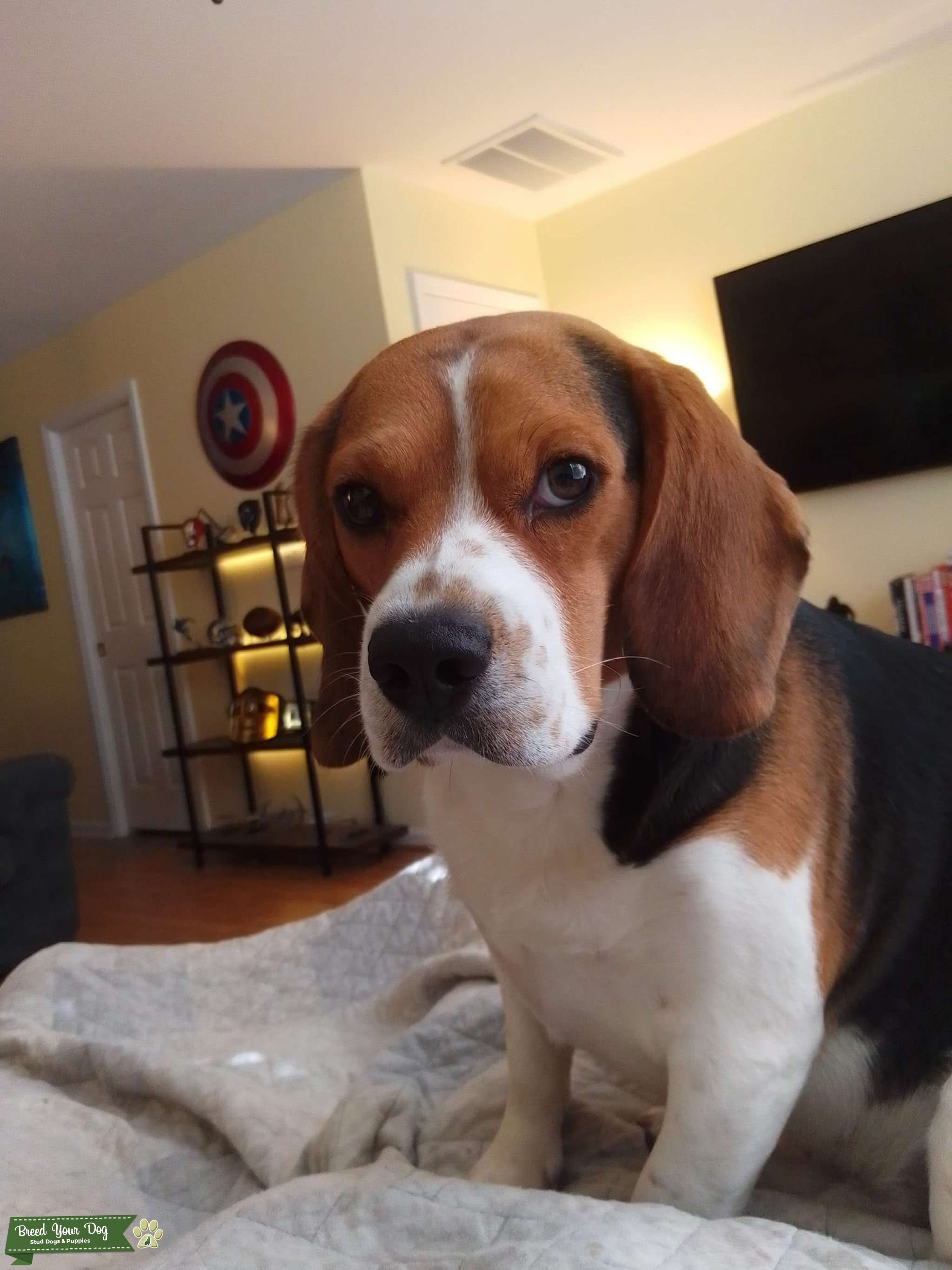 AKC Stud Beagle - Stud Dog in North Carolina, the United States | Breed ...