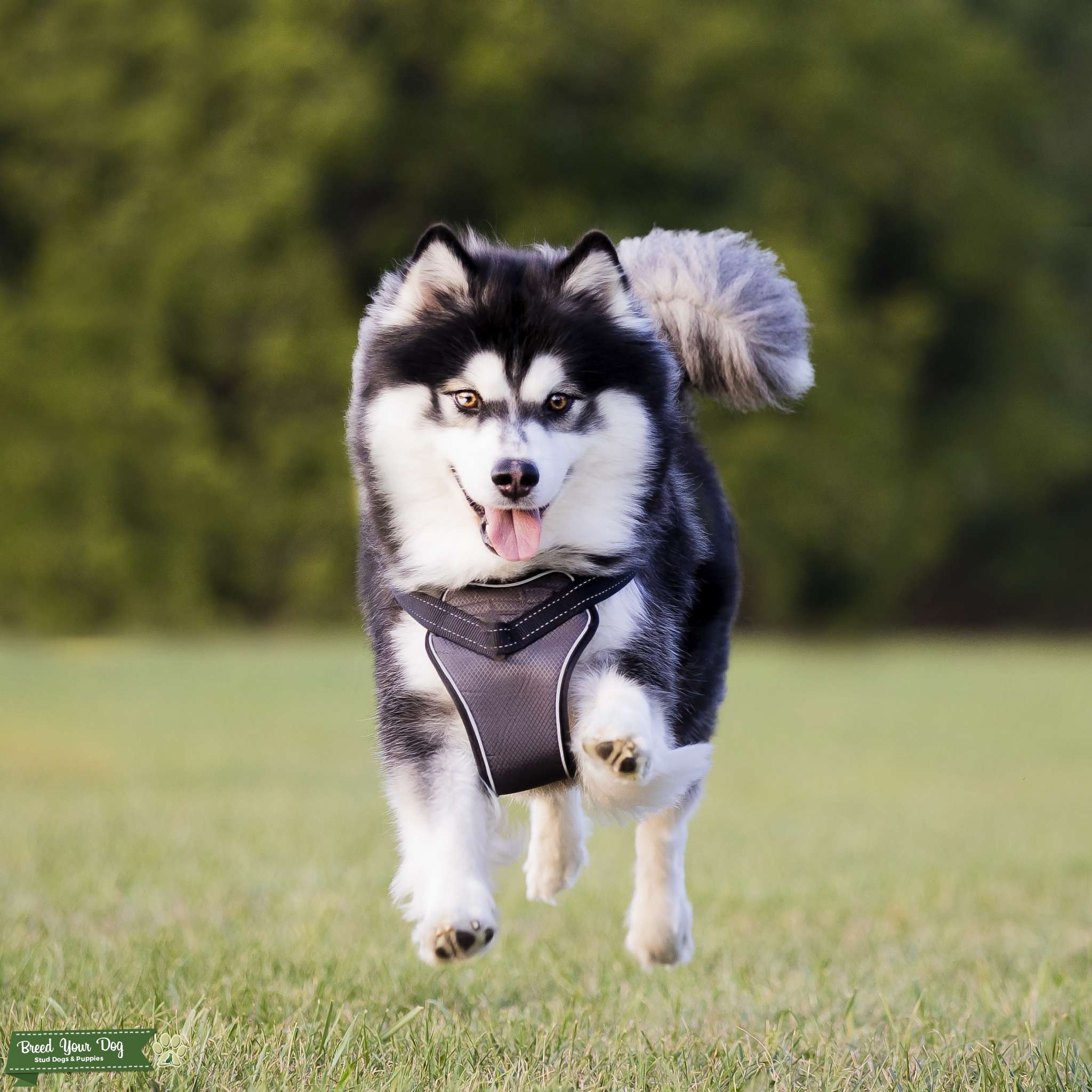 Pomsky stud - Stud Dog PA - Breed Your Dog