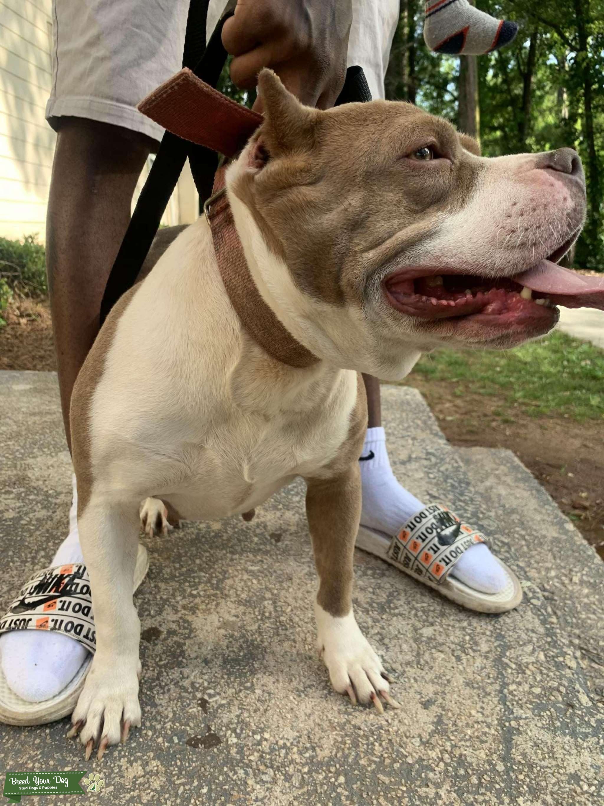 American bully open for breed - Stud Dog in Georgia , the United States ...