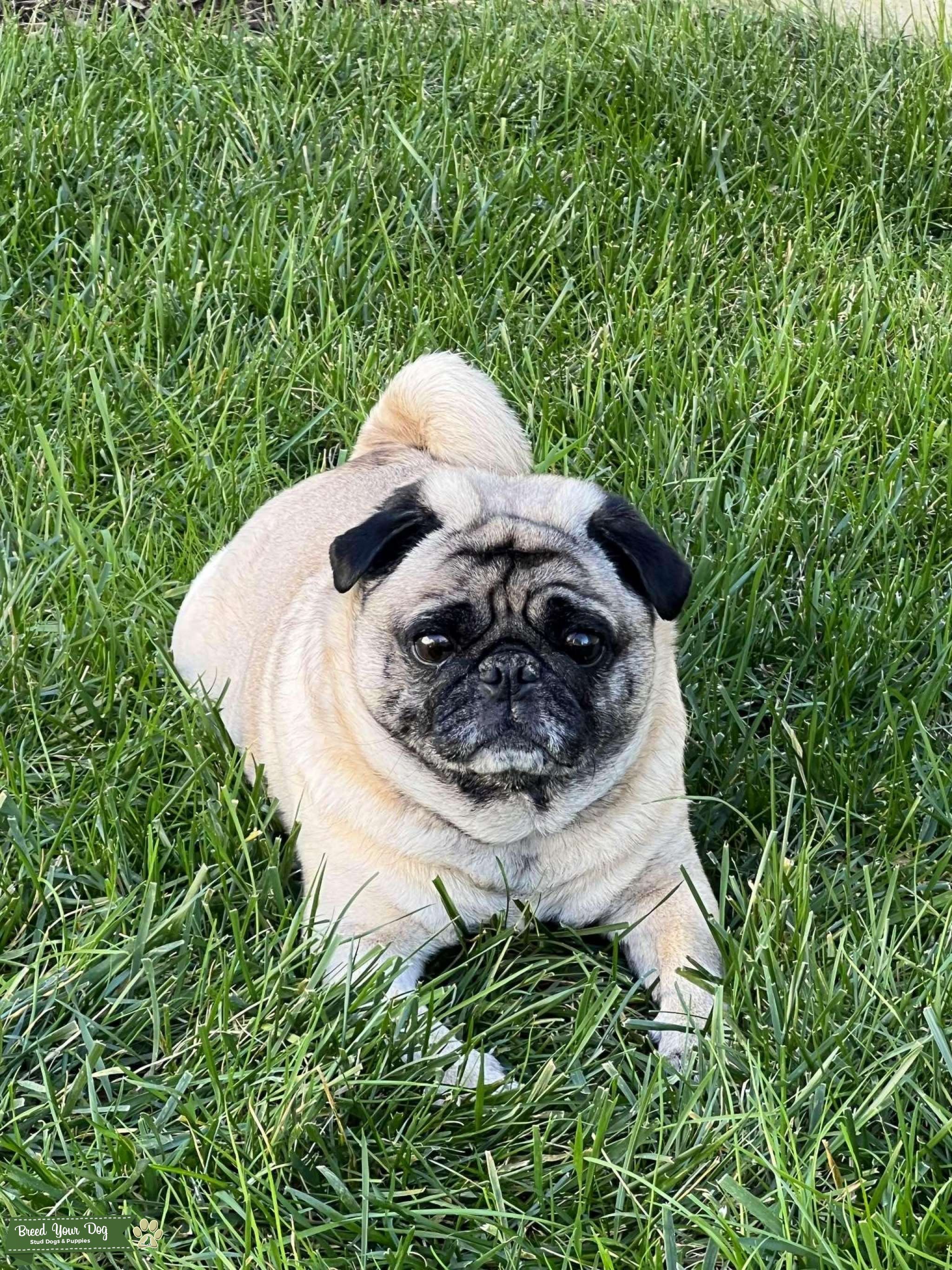 Half chocolate, half fawn pug - Stud Dog Gainesville Virginia - Breed ...