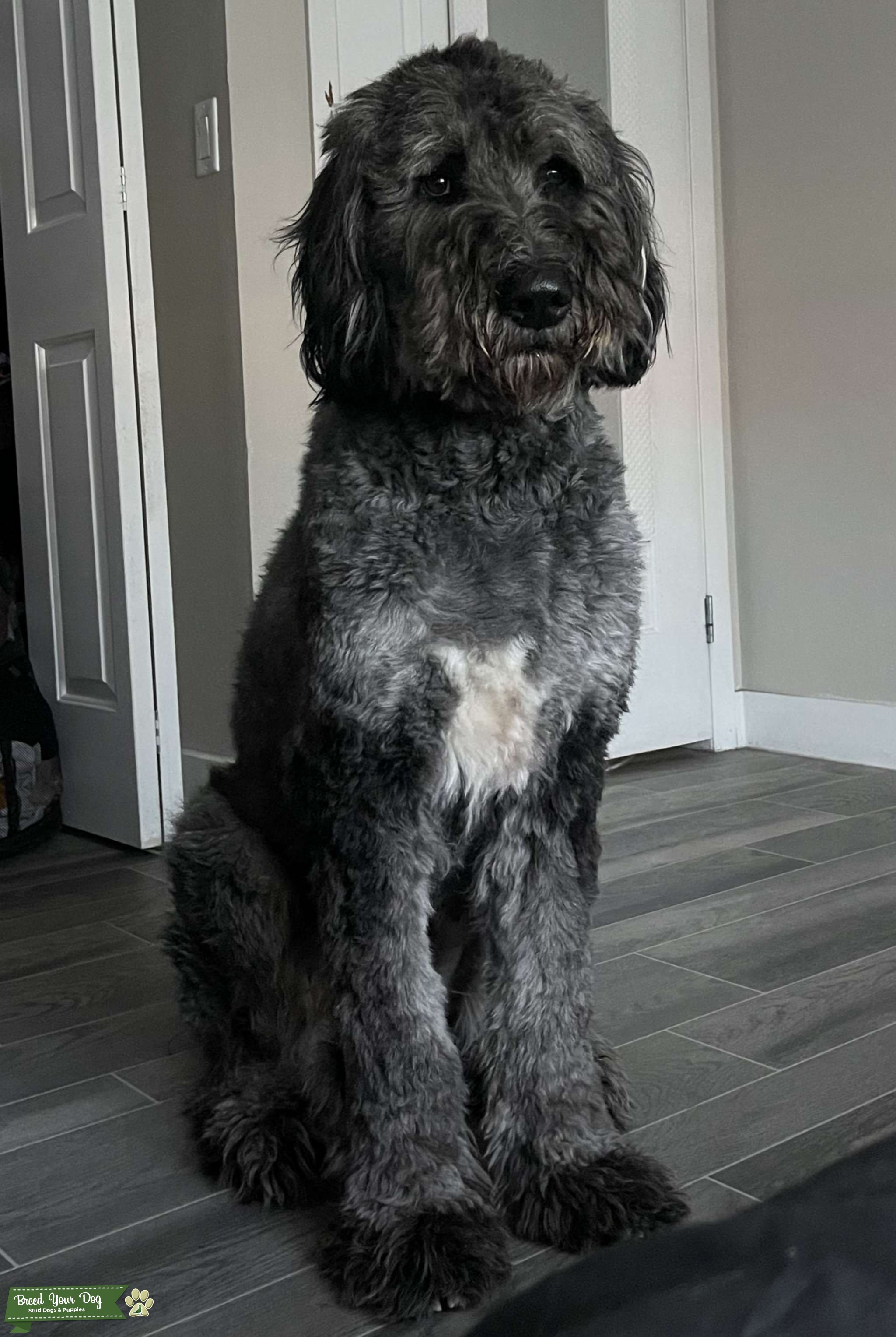 F1 Pyredoodle- Stud Service - Stud Dog Utah - Breed Your Dog