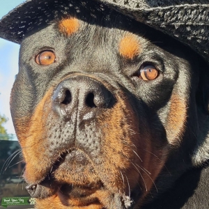 Rottweiler Stud Dogs Available Now - Breed Your Dog