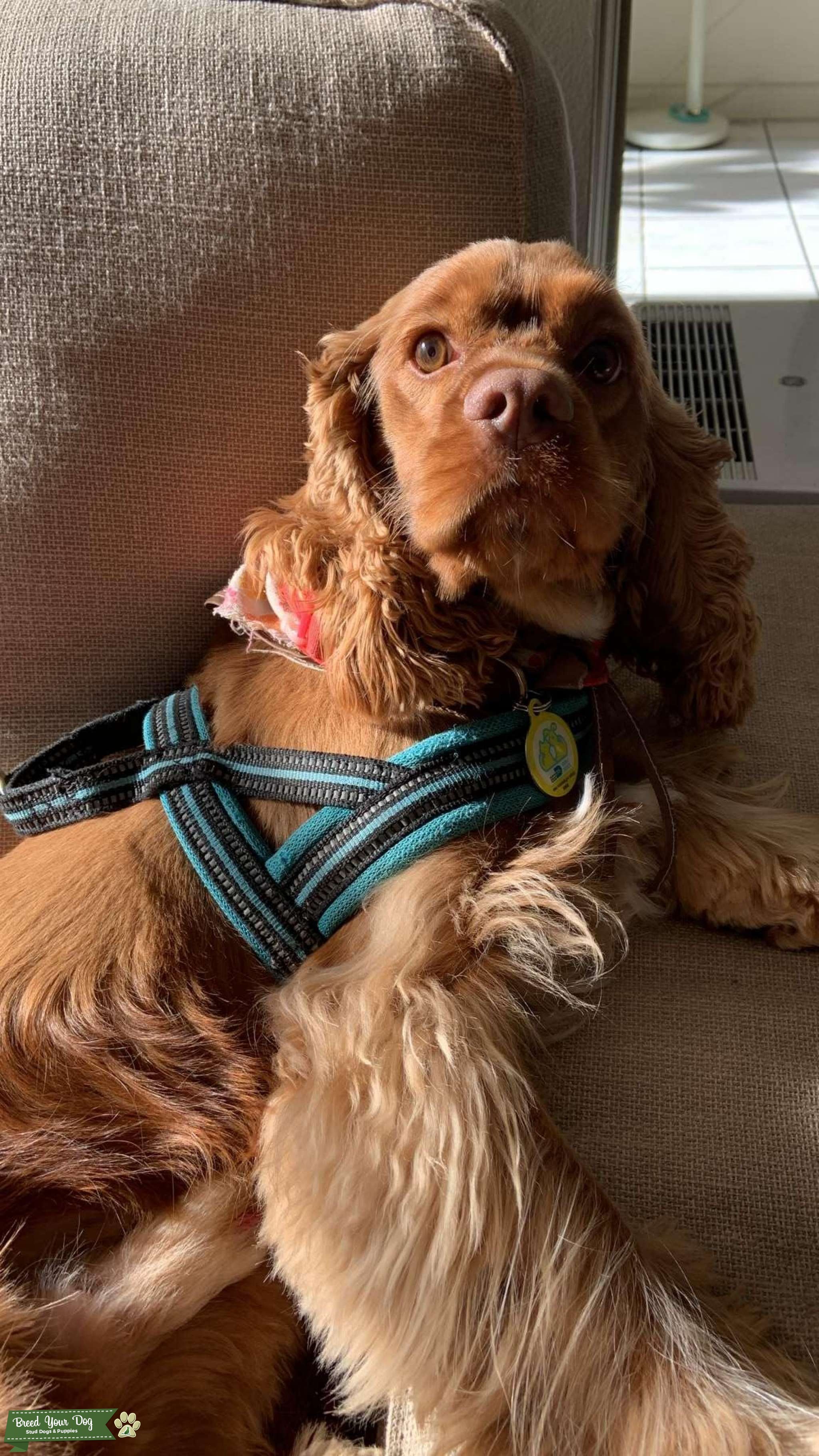 Cocker Spaniel 3yo Pure Bred (Stud) - Stud Dog in Florida , the United ...