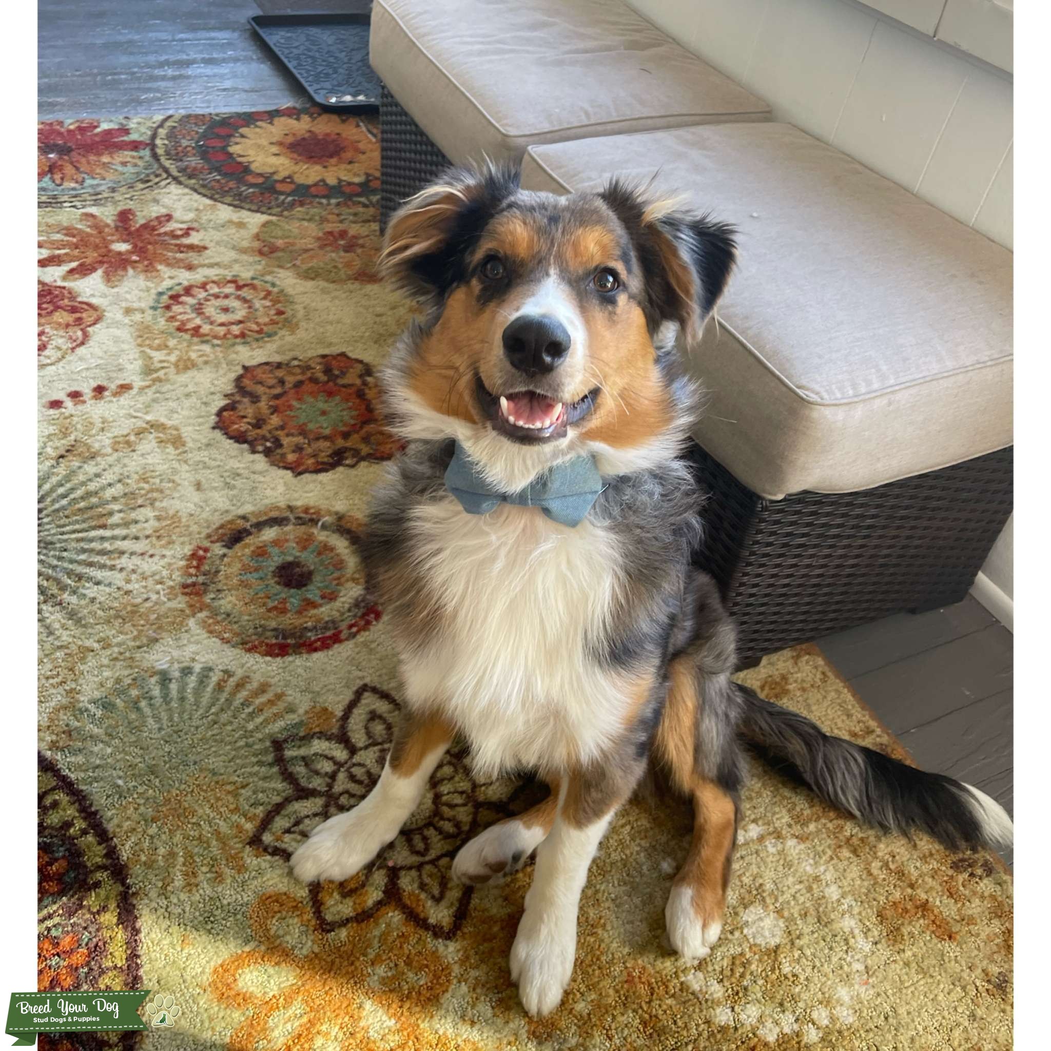 Blue Merle Tri Australian Shepard - Stud Dog in Wood County , the ...