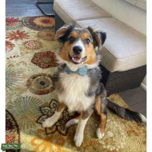 Blue Merle Tri Australian Shepard - Stud Dog in Wood County , the ...