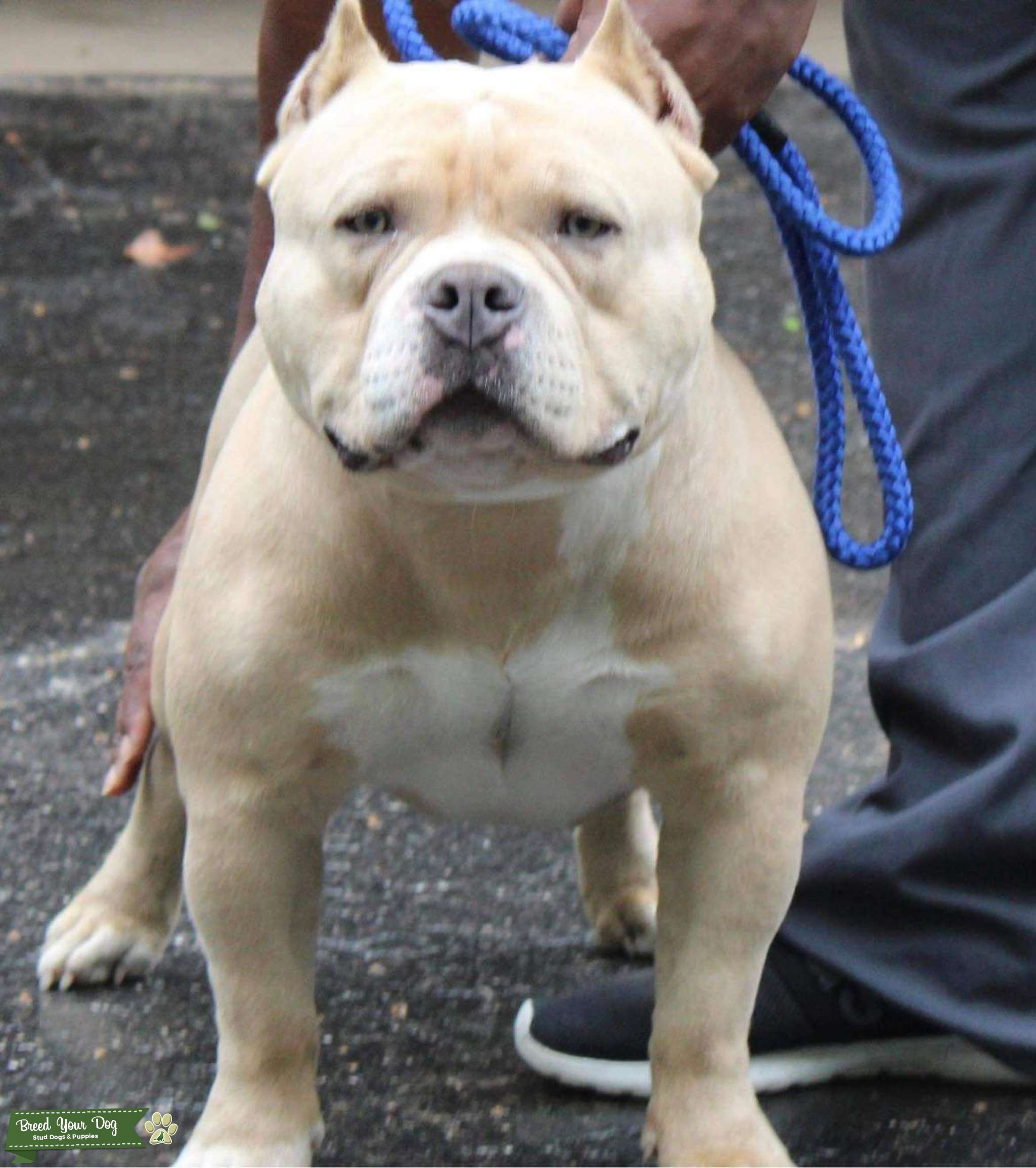 FAWN AMERICAN (POCKET) BULLY - Stud Dog SC - Breed Your Dog