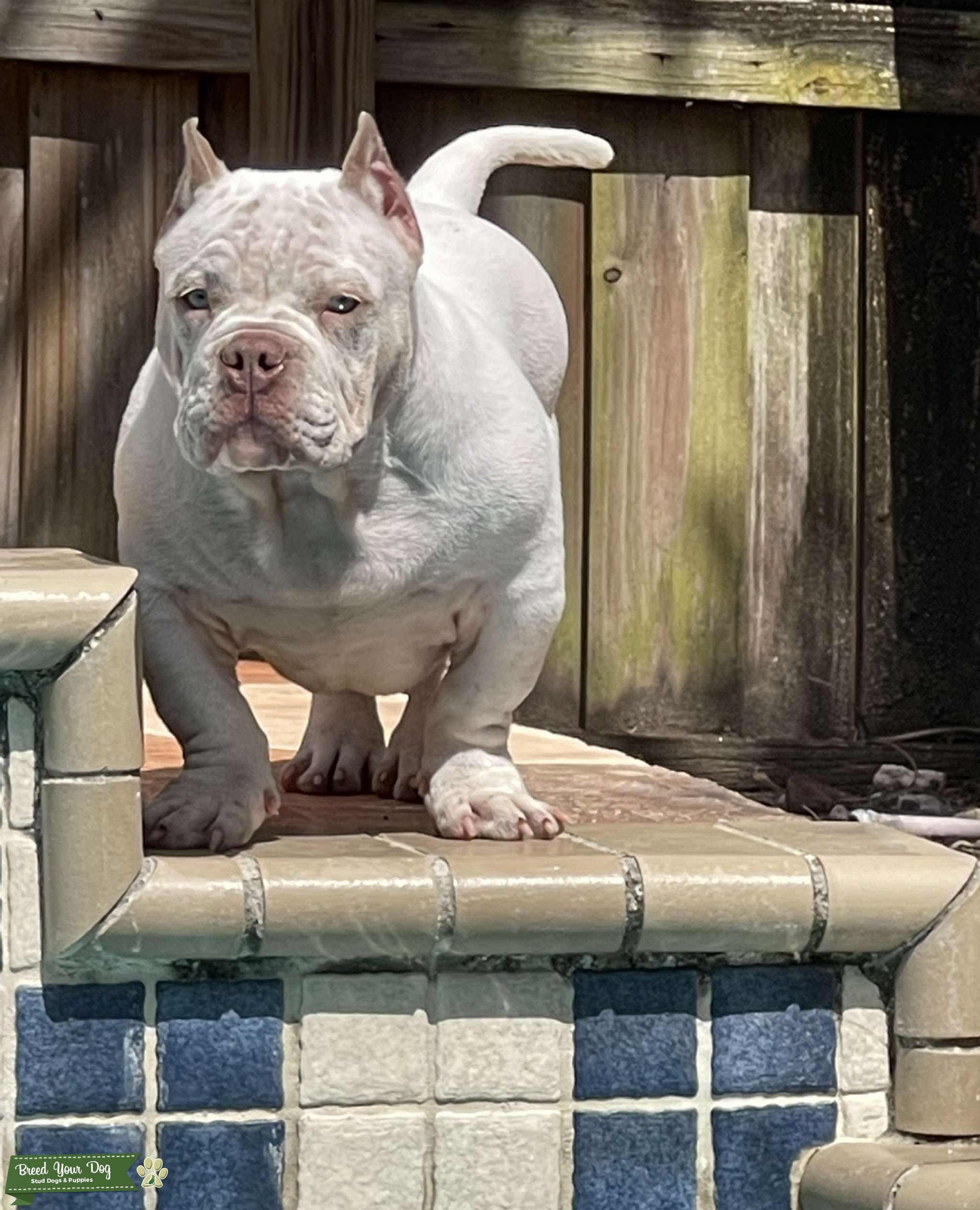 Micro Bully Stud - Stud Dog in Florida, the Netherlands | Breed Your Dog
