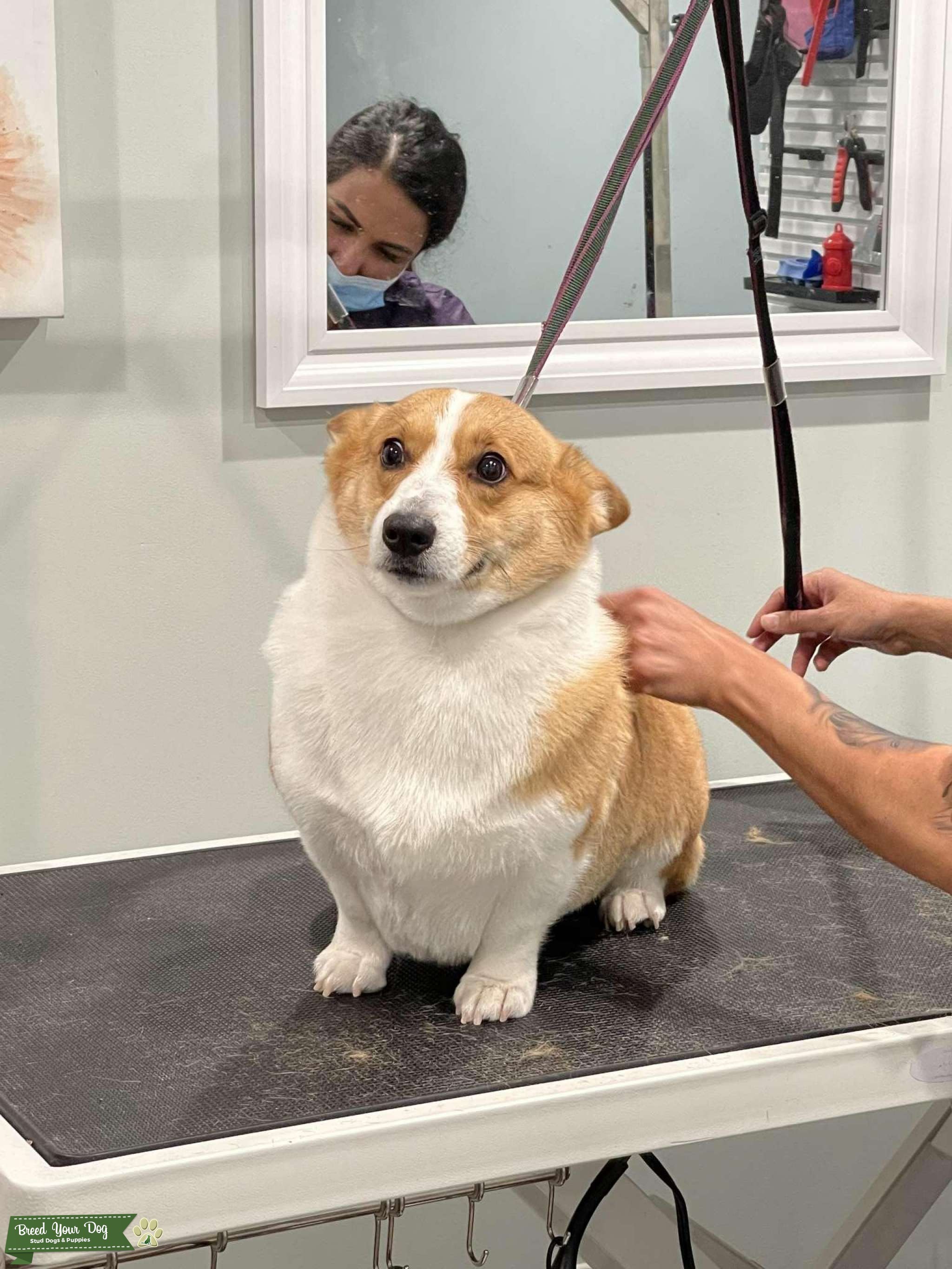 AKC Corgi - Stud Dog in Arizona, the United States | Breed Your Dog