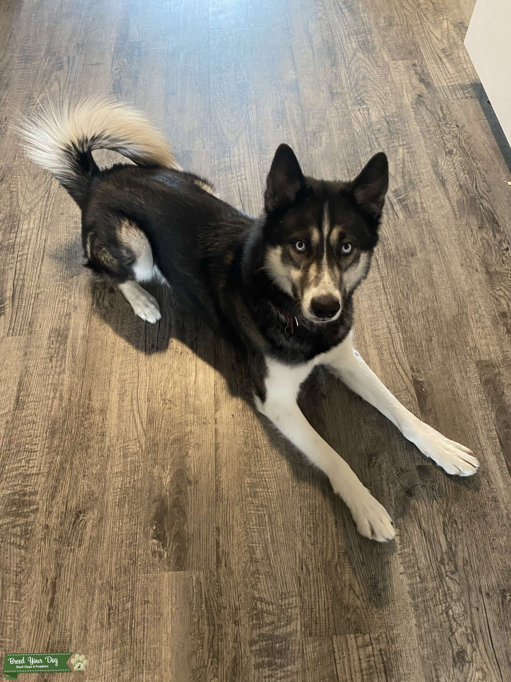 Purebred Tri-colored Siberian Husky - Stud Dog UT - Breed Your Dog