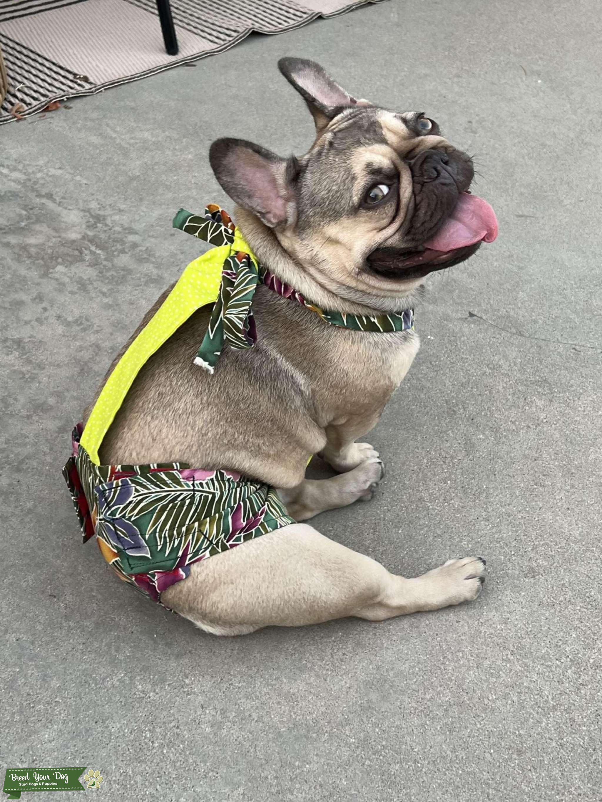 Sable Fawn - Stud Dog in California, the United States | Breed Your Dog