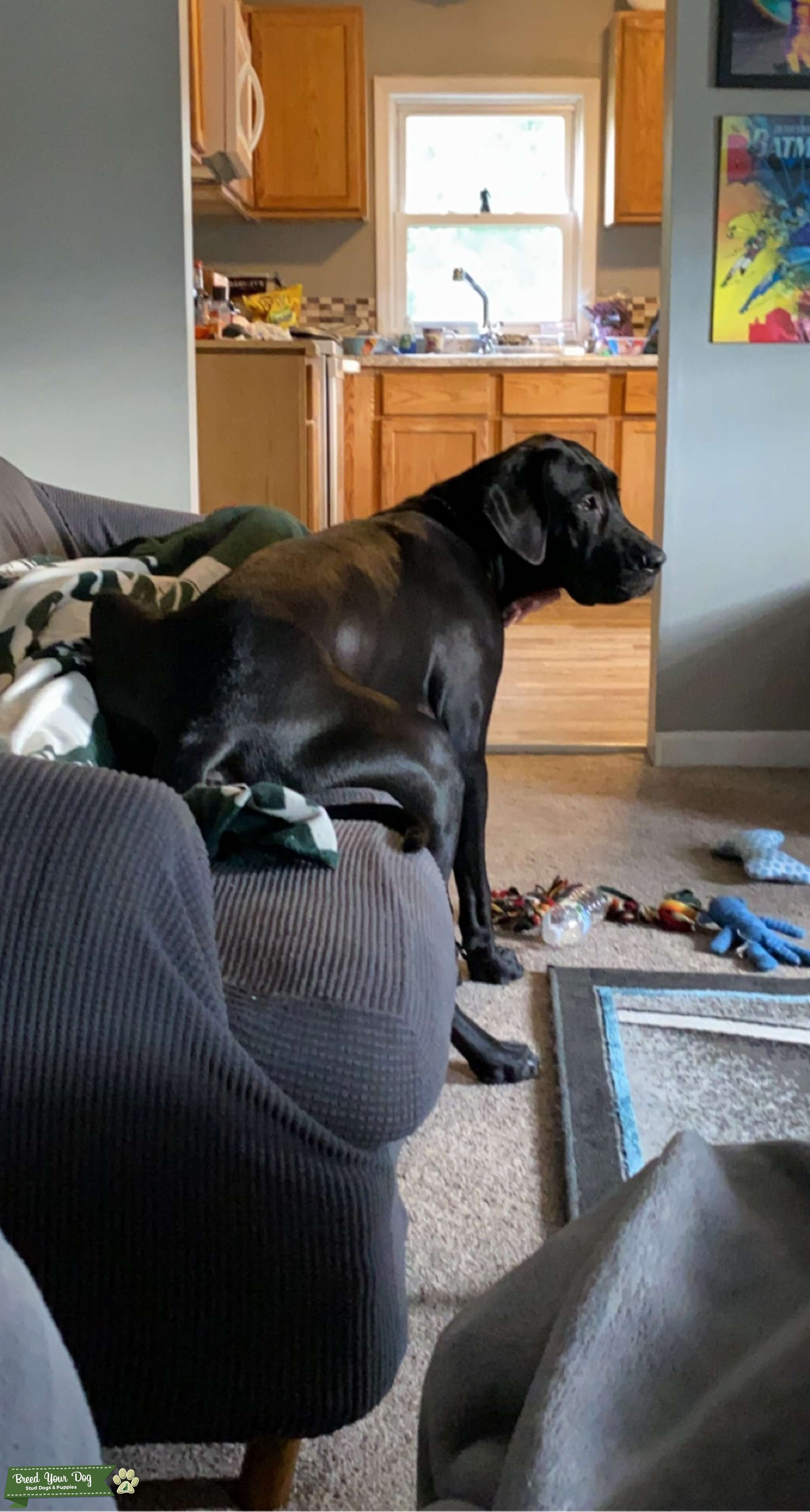 What Is A Daniff Breed