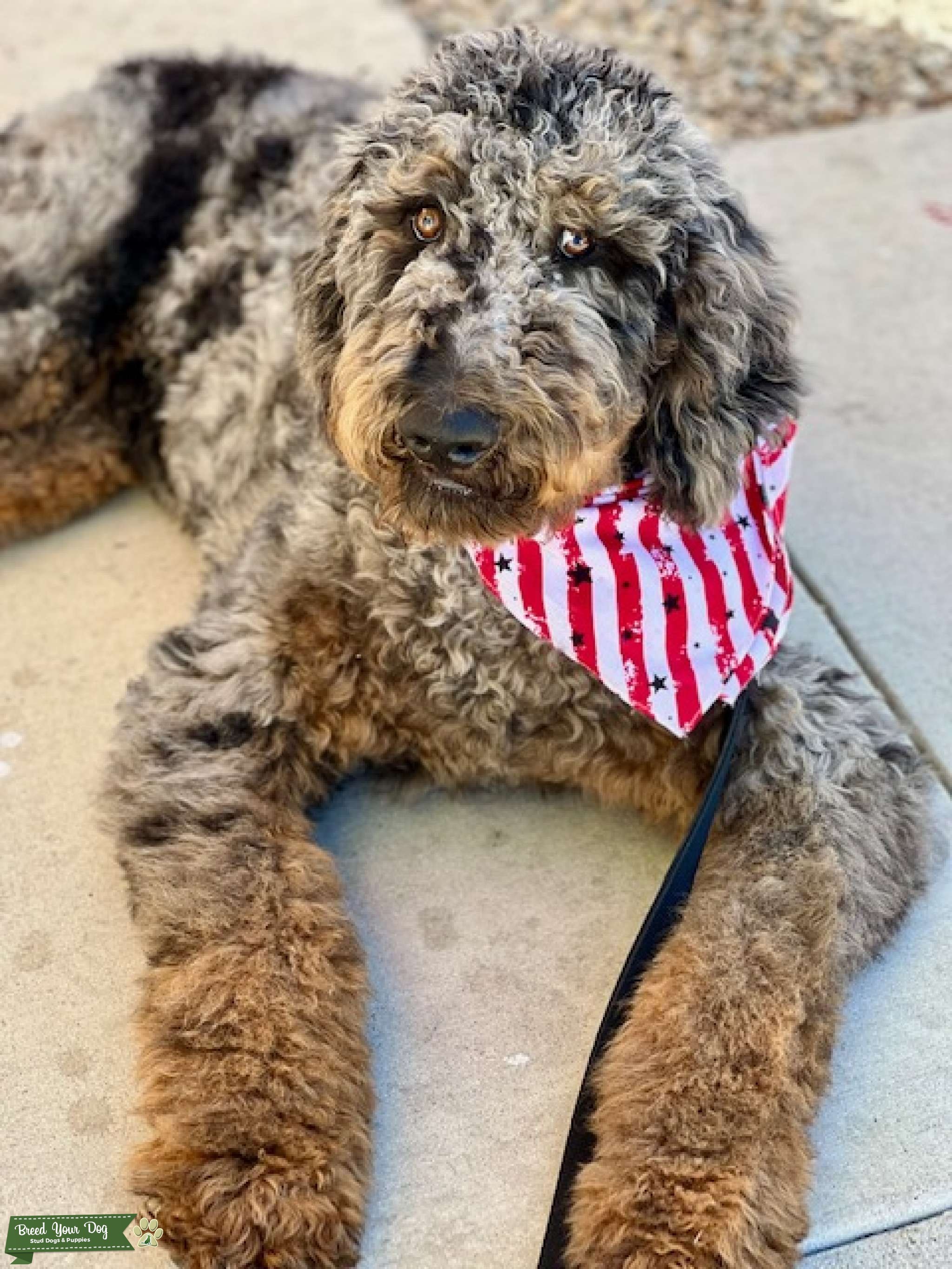 Gorgeous Bernedoodle - Stud Dog CA - Breed Your Dog